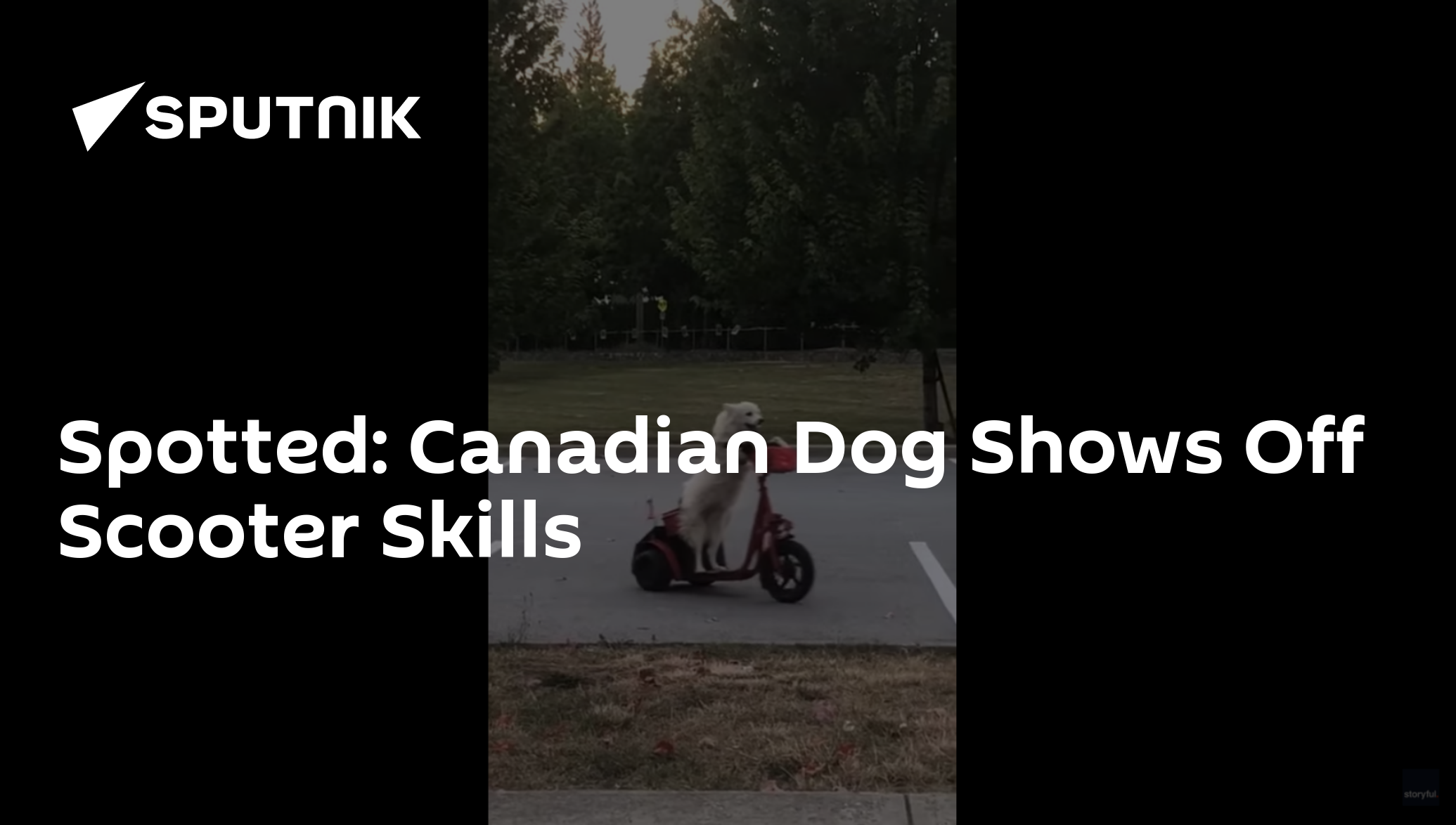 Spotted: Canadian Dog Shows Off Scooter Skills - 04.09.2019, Sputnik ...