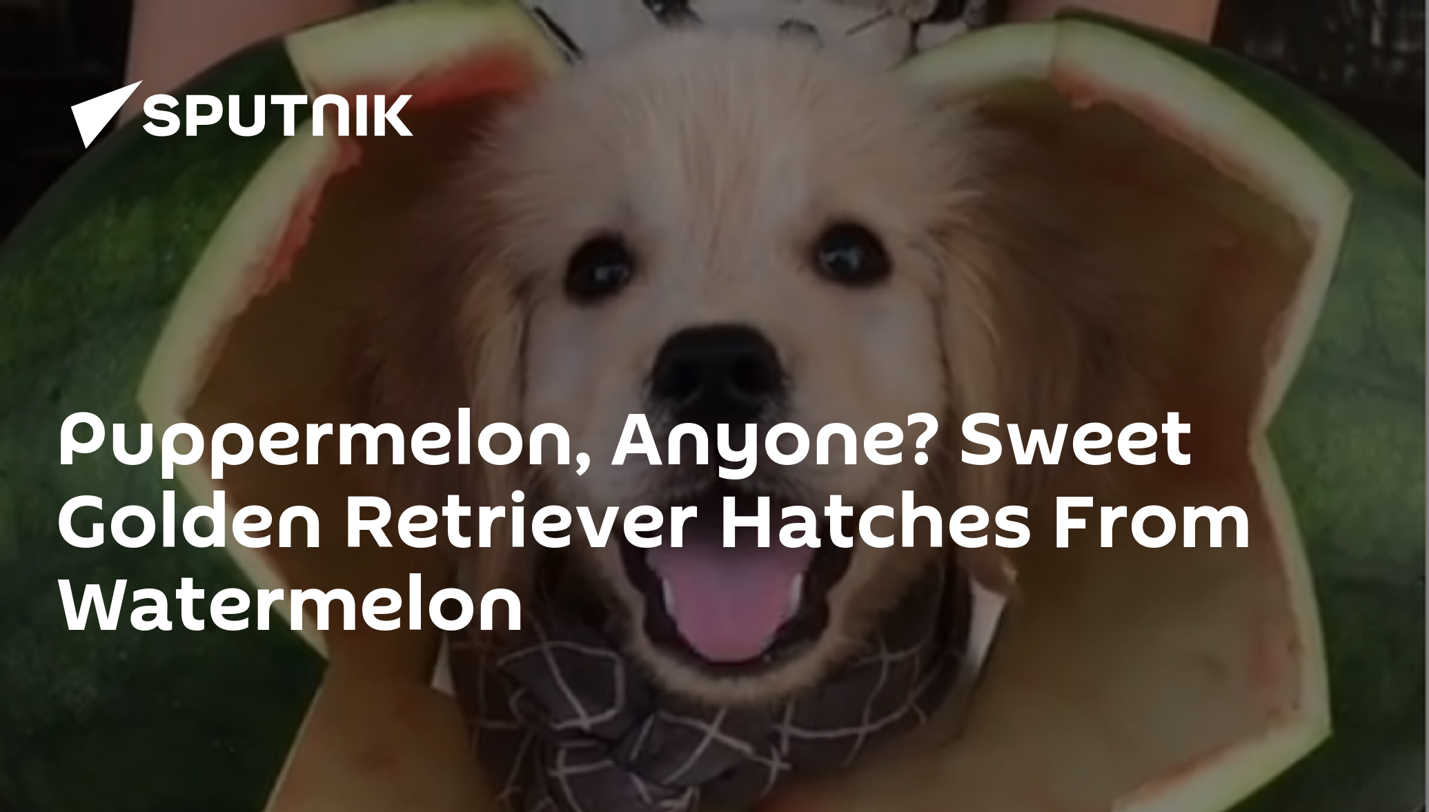 Puppermelon, Anyone? Sweet Golden Retriever Hatches From Watermelon