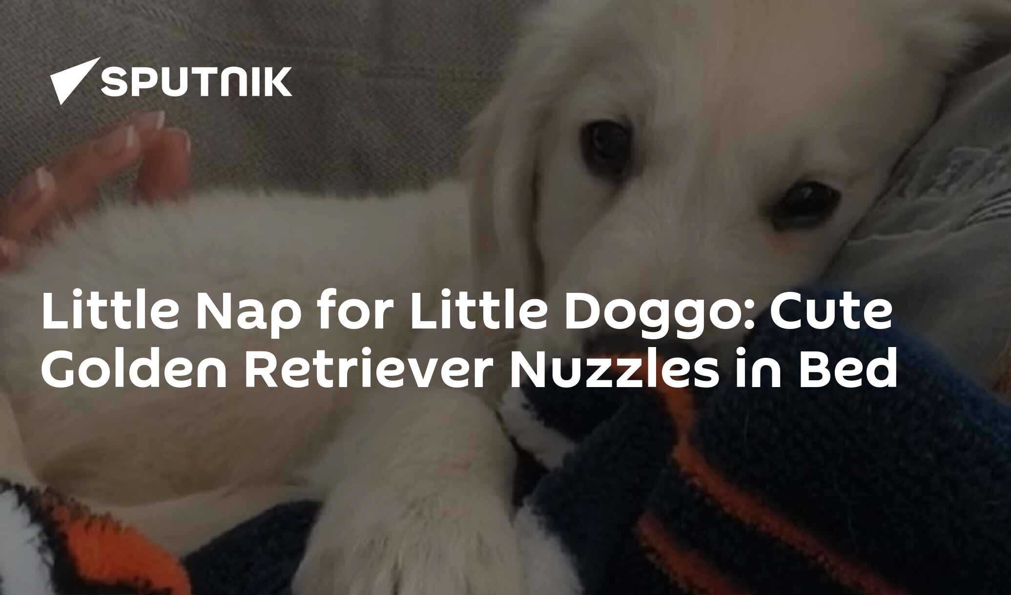 Little Nap for Little Doggo: Cute Golden Retriever Nuzzles in Bed
