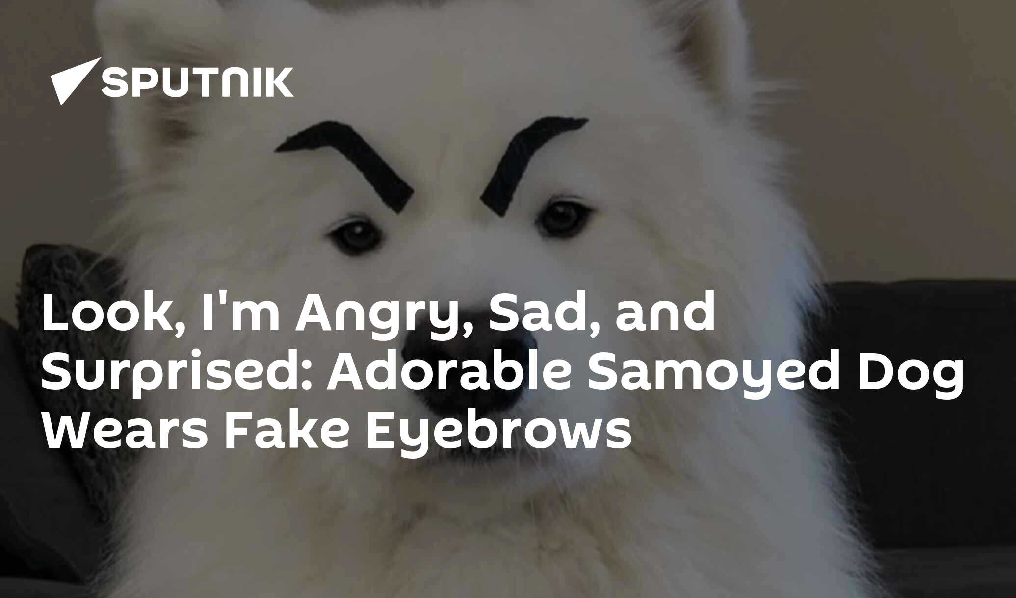 Look, I'm Angry, Sad, and Surprised: Adorable Samoyed Dog Wears Fake ...