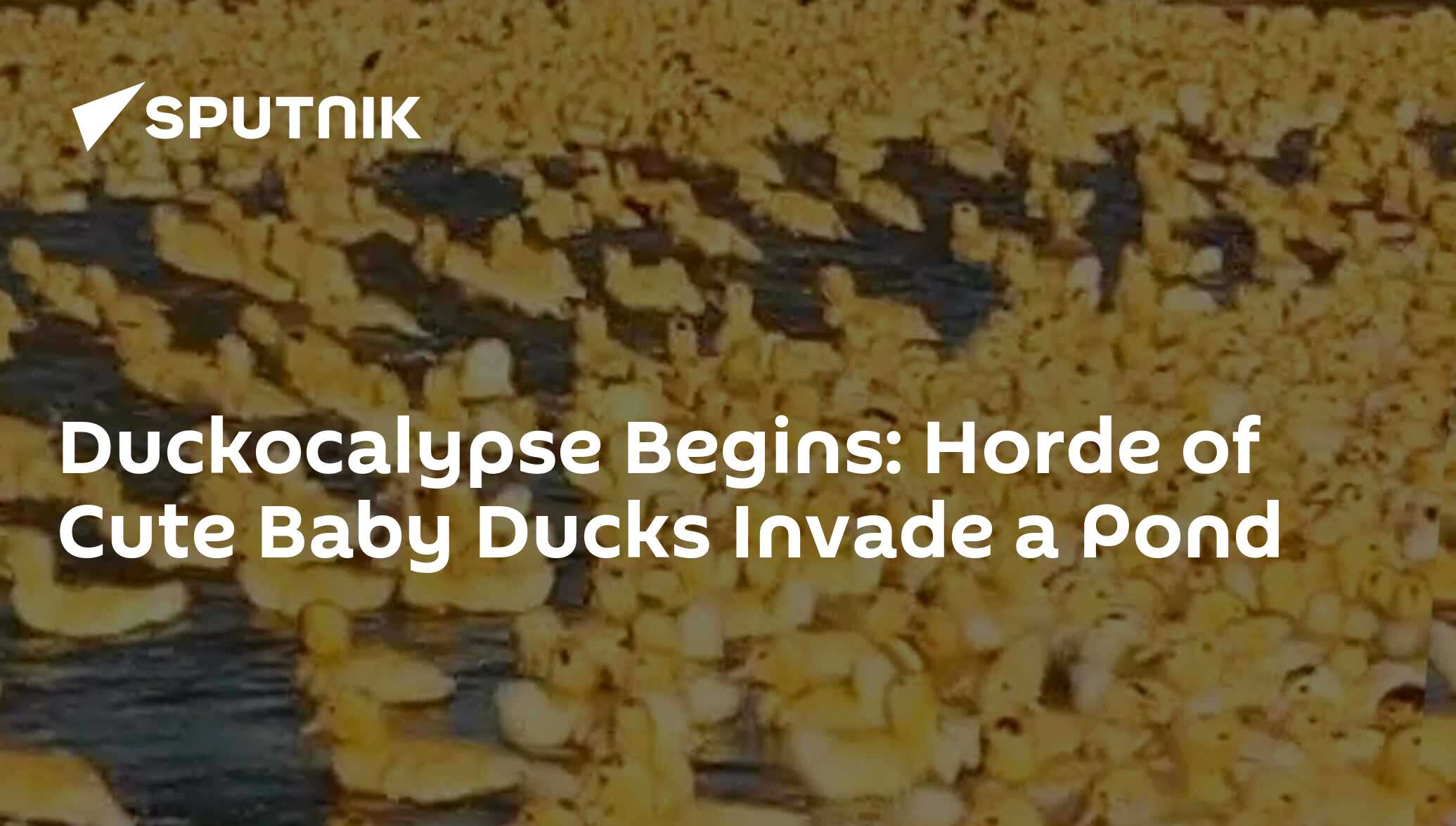 Duckocalypse Begins: Horde of Cute Baby Ducks Invade Pond in South China