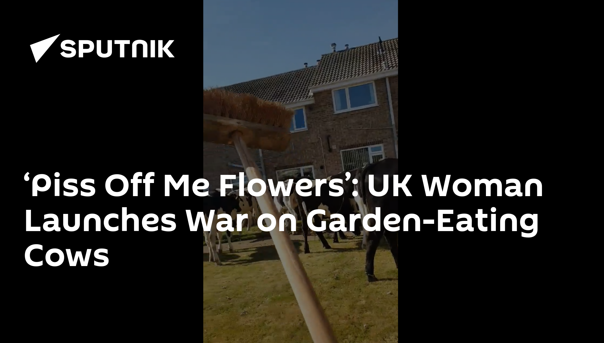 ‘Piss Off Me Flowers’: UK Woman Launches War on Garden-Eating Cows - 23 ...
