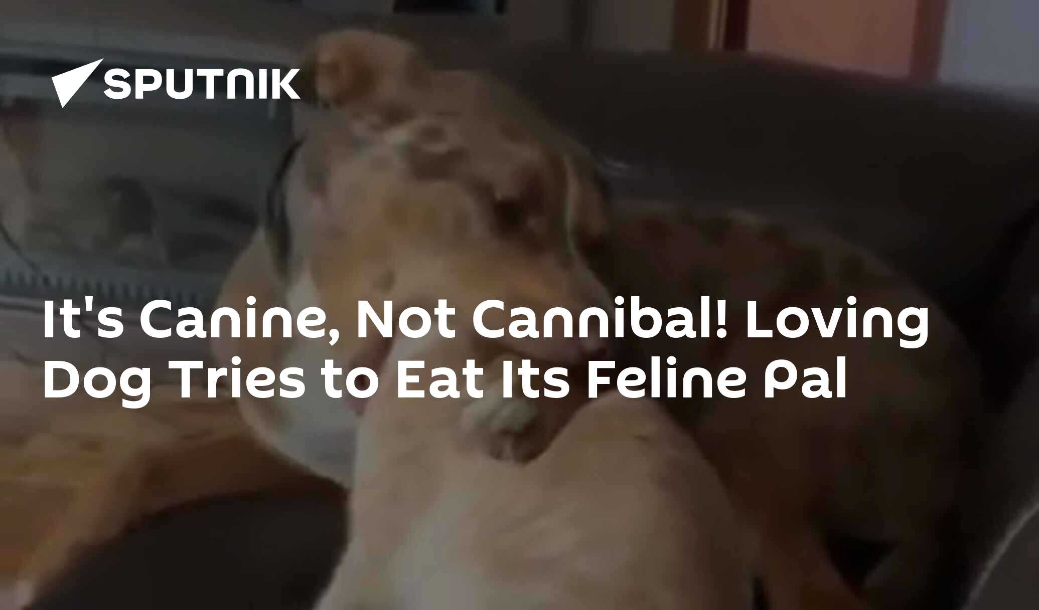 It's Canine, Not Cannibal! Loving Dog Tries to Eat Its Feline Pal