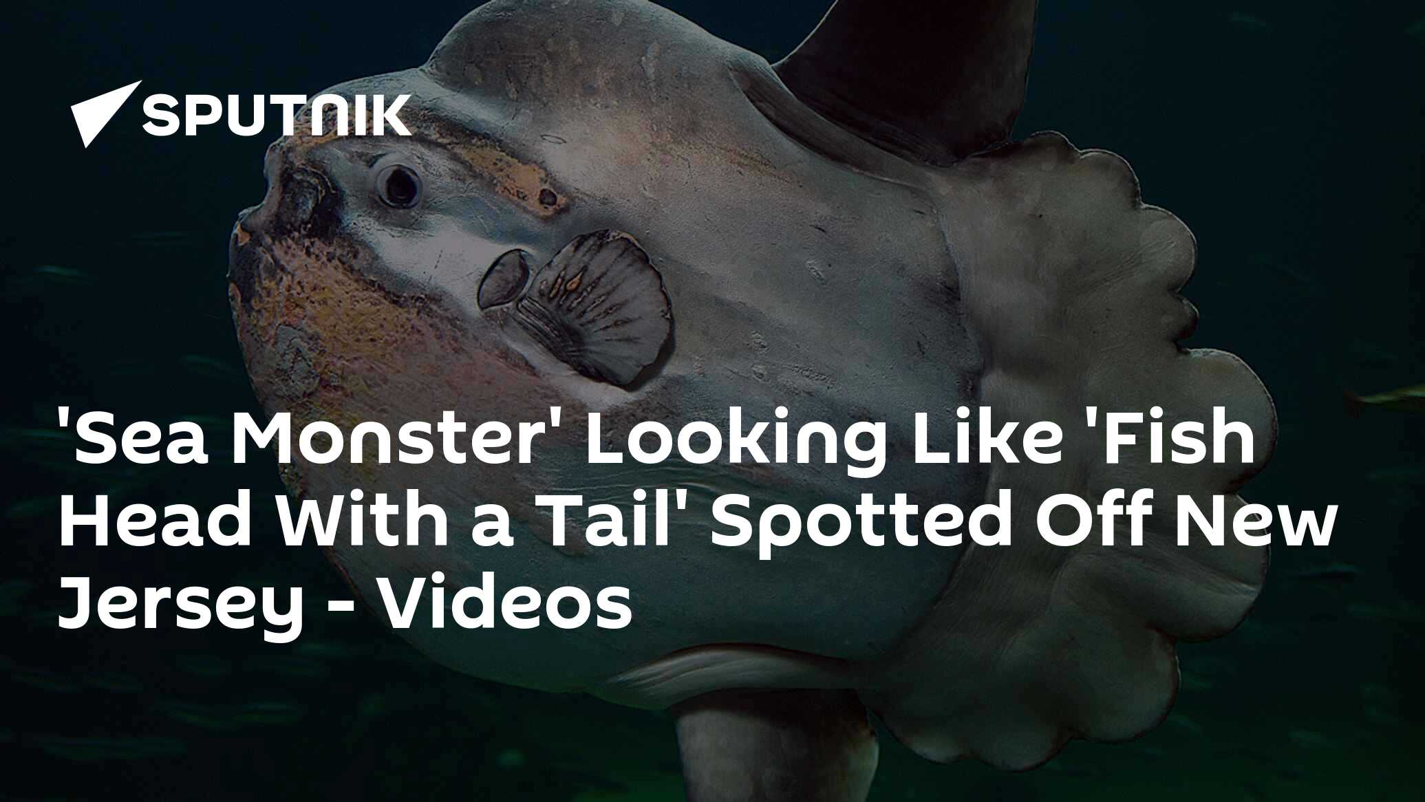 'Sea Monster' Looking Like 'Fish Head With a Tail' Spotted Off New ...