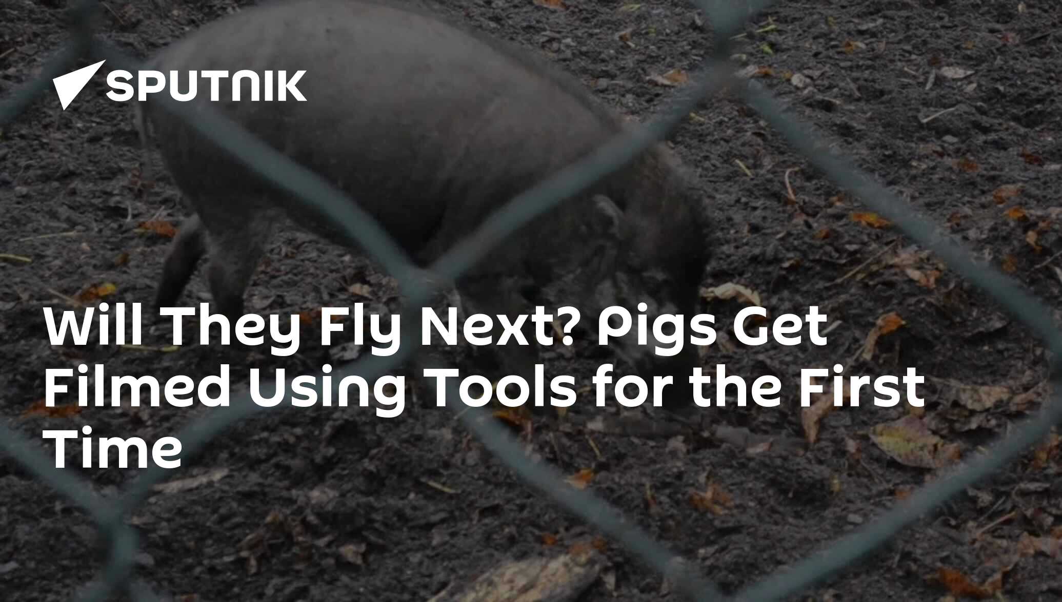 Will They Fly Next? Pigs Get Filmed Using Tools for the First Time