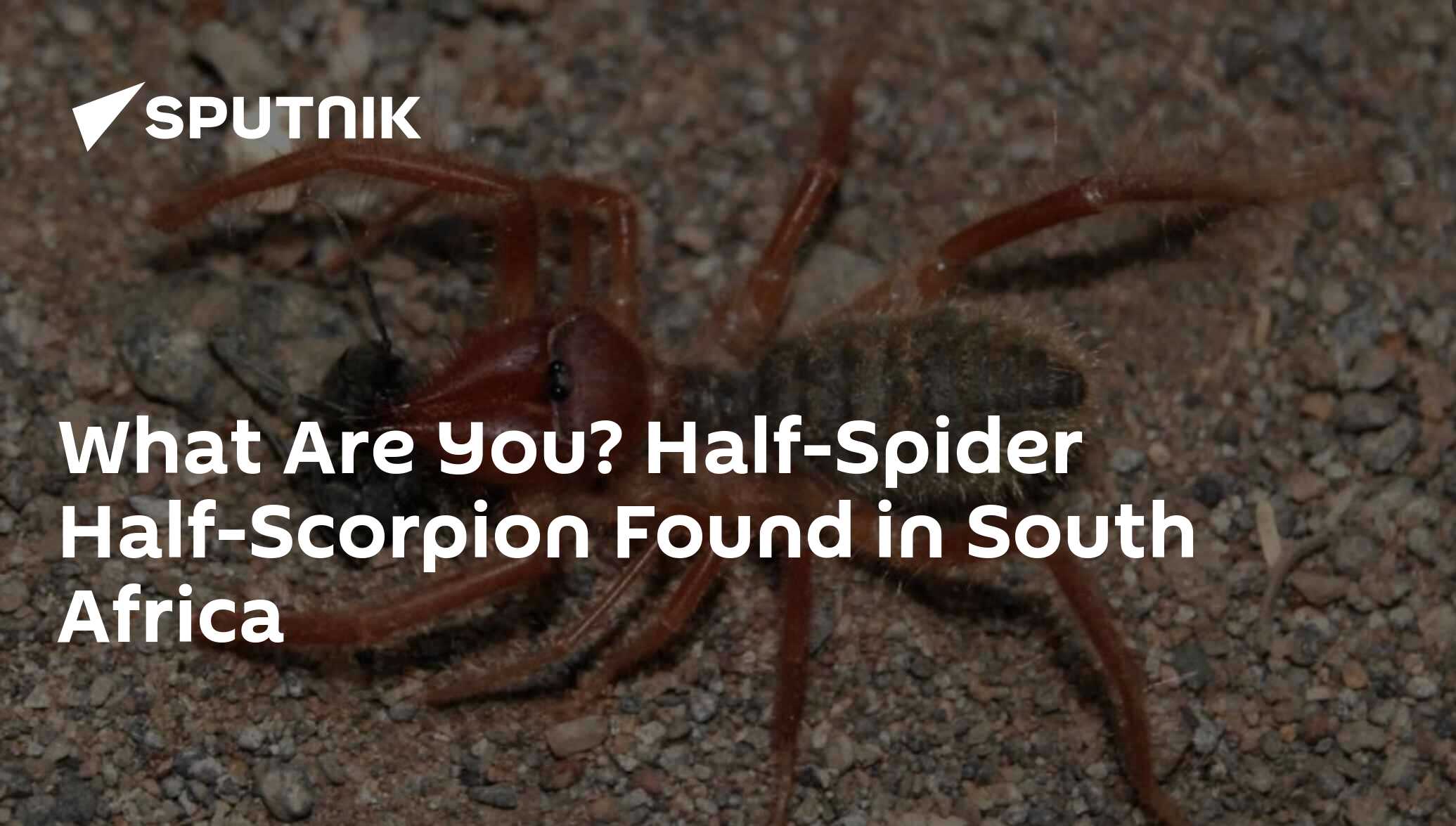 What Are You? Half-Spider Half-Scorpion Found in South Africa