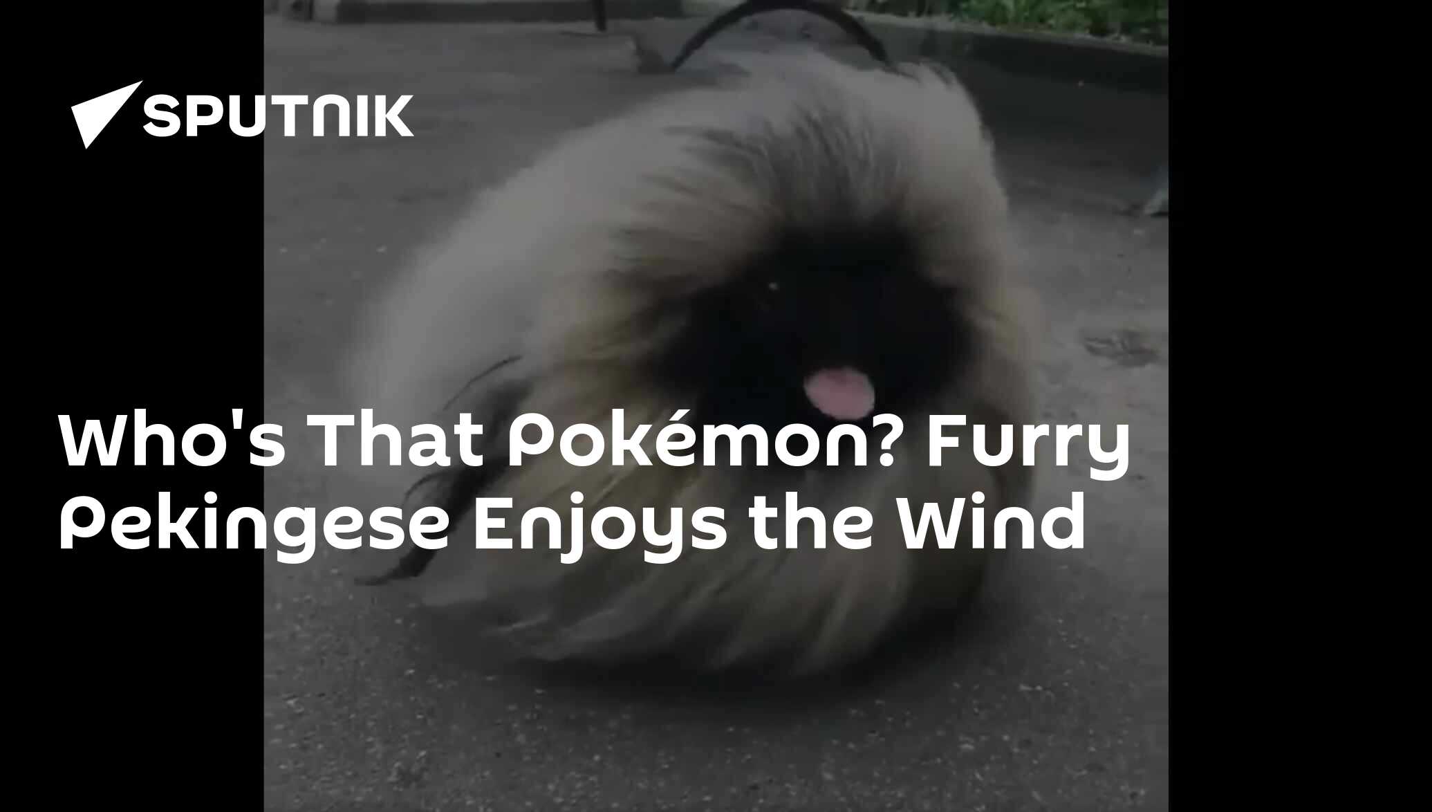 Who's That Pokémon? Furry Pekingese Feels the Wind