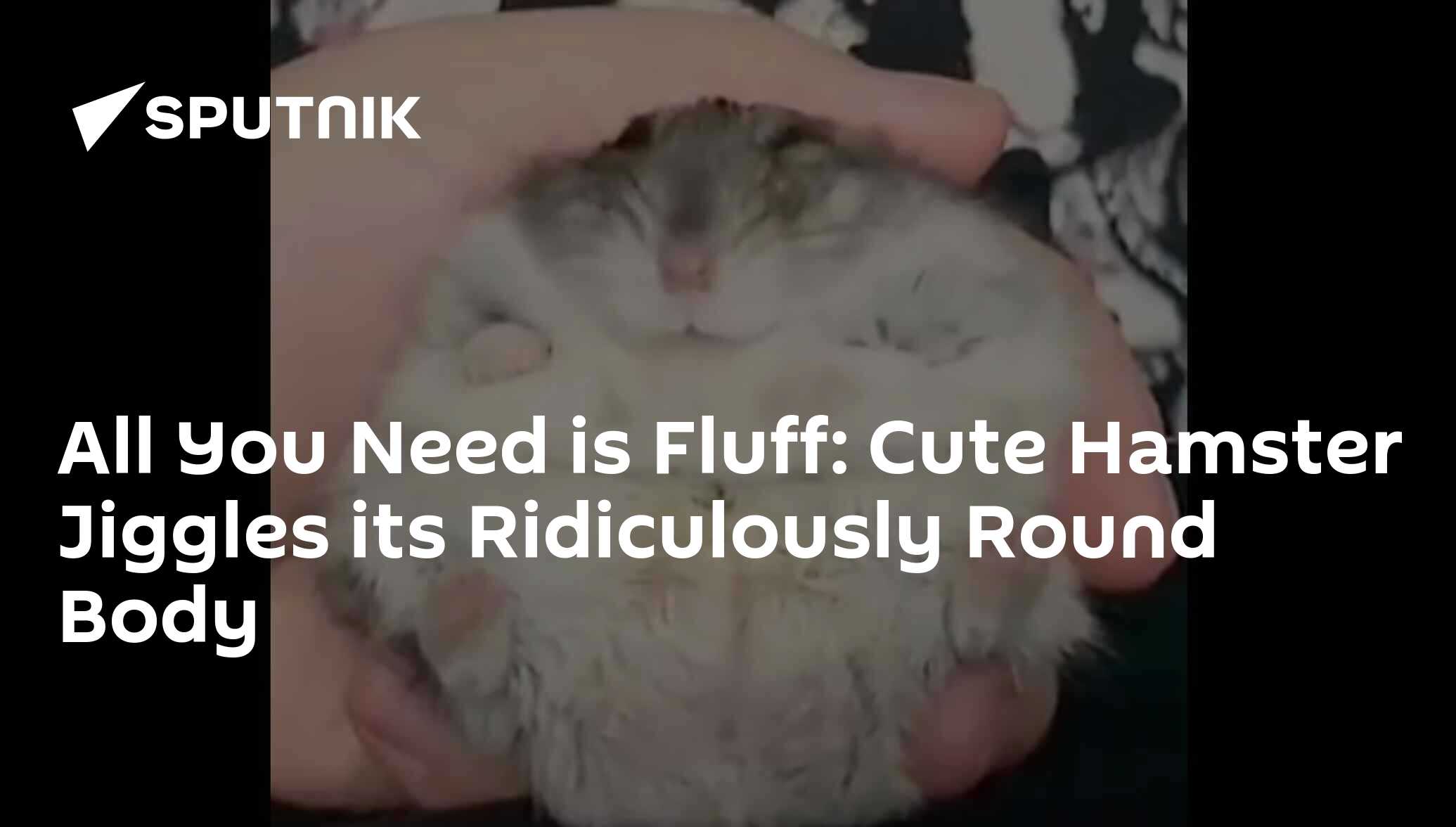 All You Need is Fluff: Cute Hamster Jiggles its Ridiculously Round Body