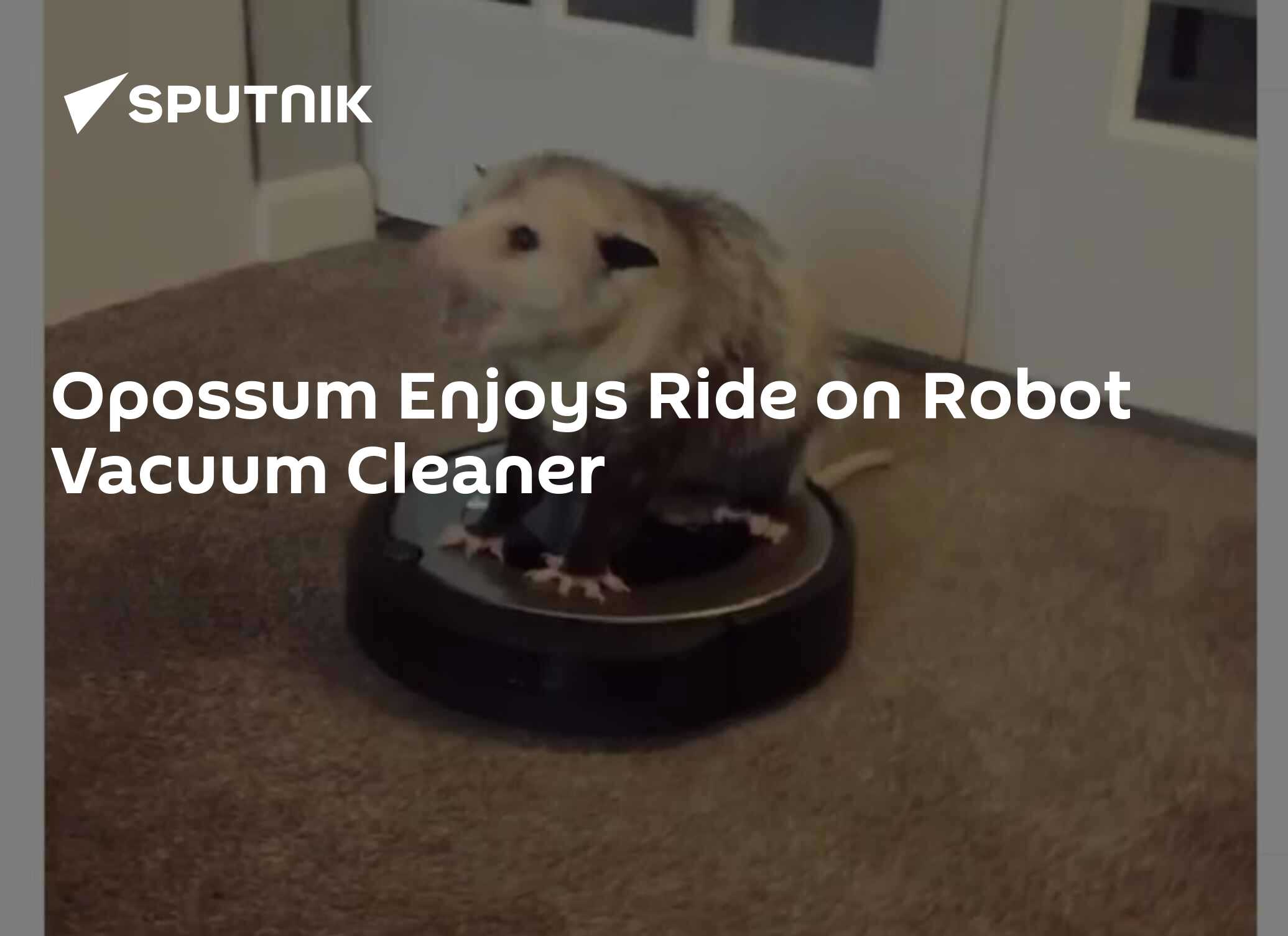 Opossum Enjoys Ride on Robot Vacuum Cleaner - 26.10.2019, Sputnik ...