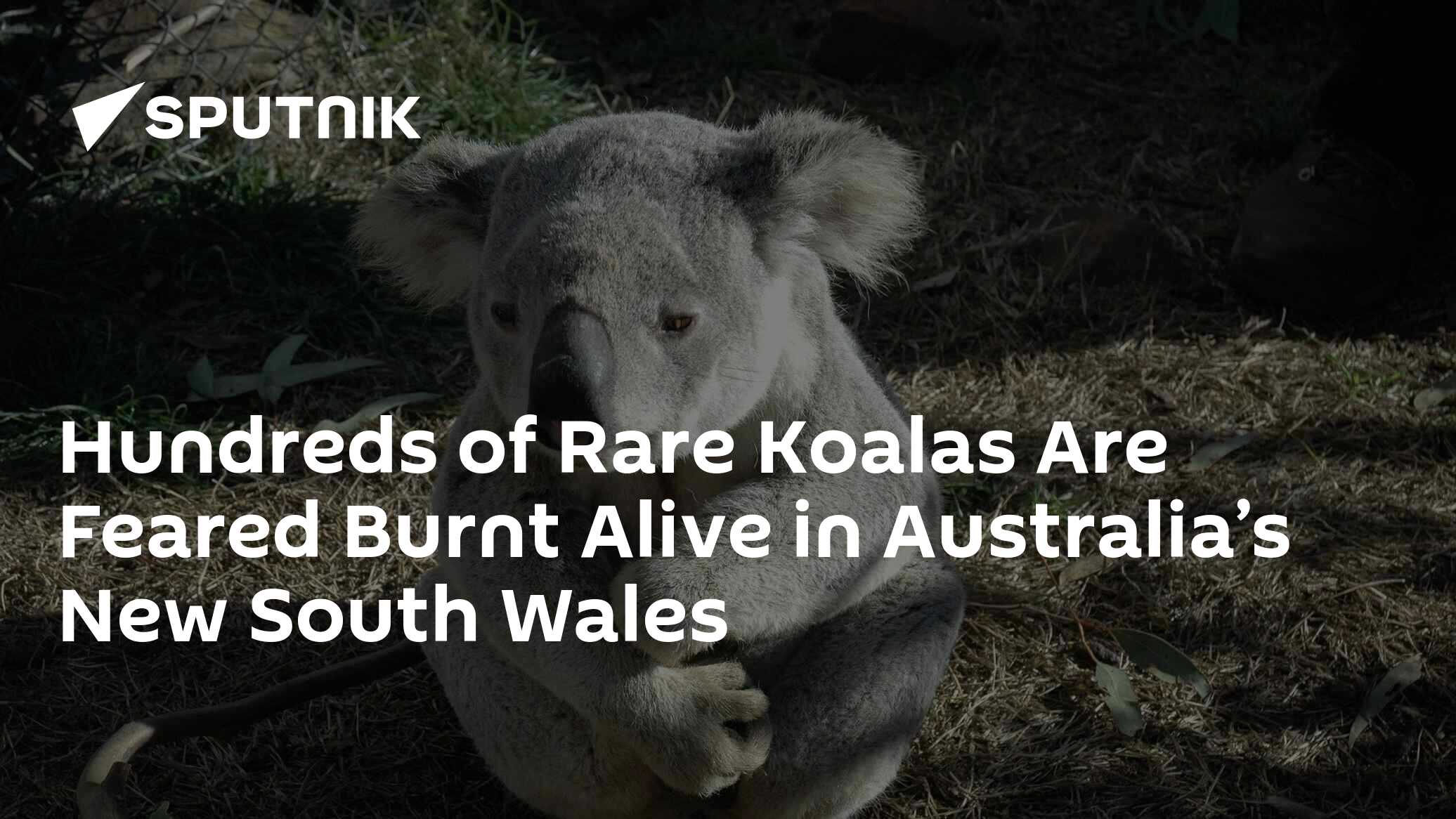 Hundreds of Rare Koalas Are Feared Burnt Alive in Australia’s New South ...