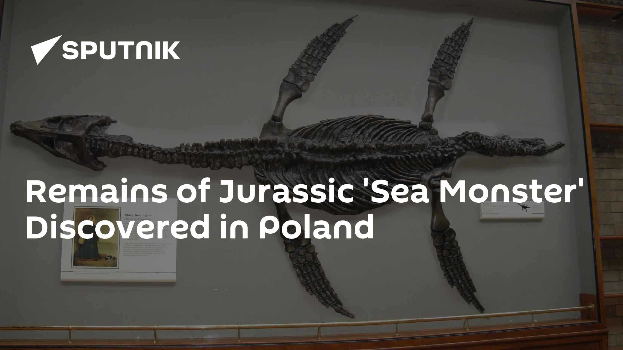 Remains of Jurassic 'Sea Monster' Discovered in Poland
