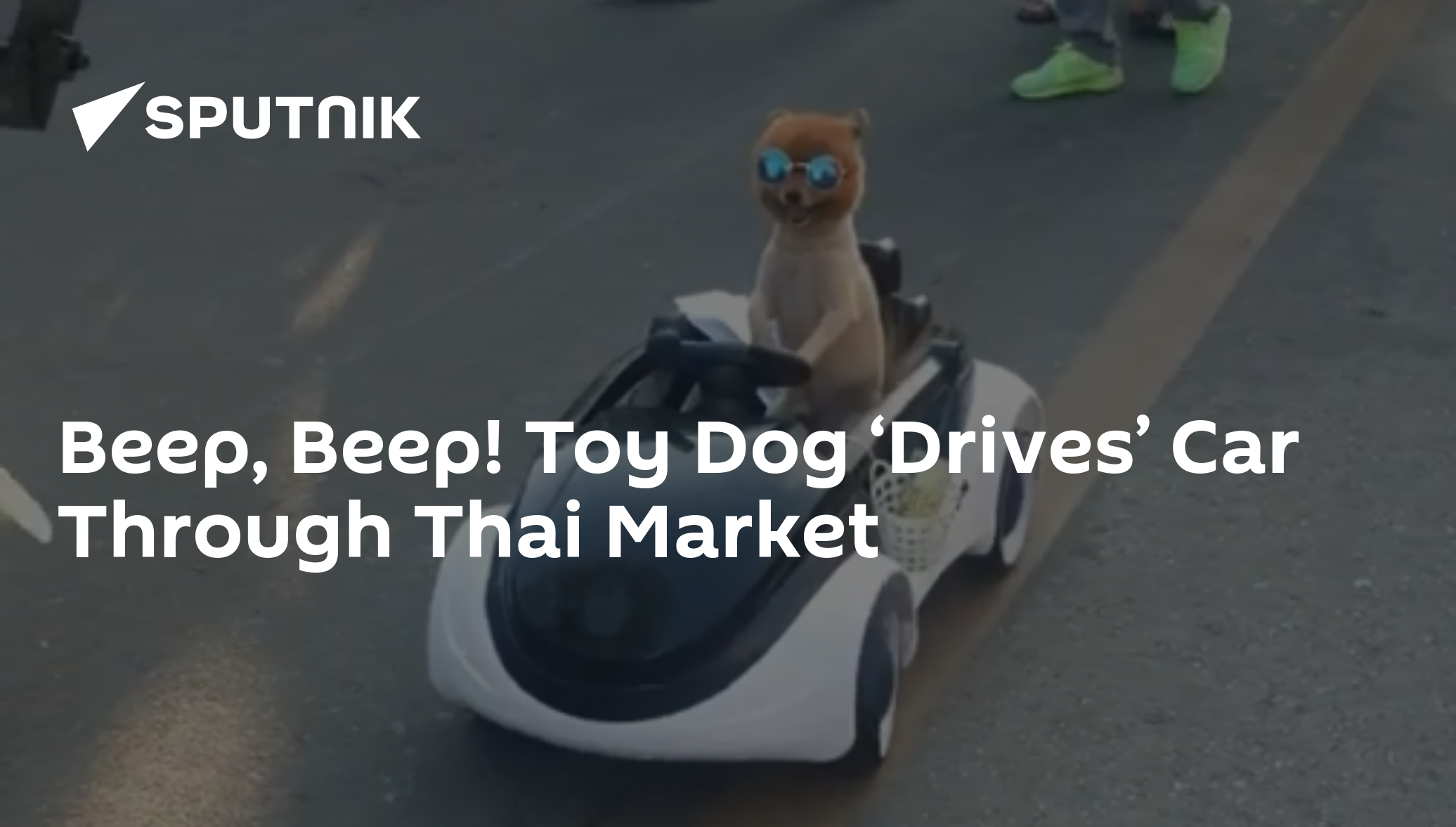 Beep, Beep! Toy Dog ‘Drives’ Car Through Thai Market - 12.11.2019 ...