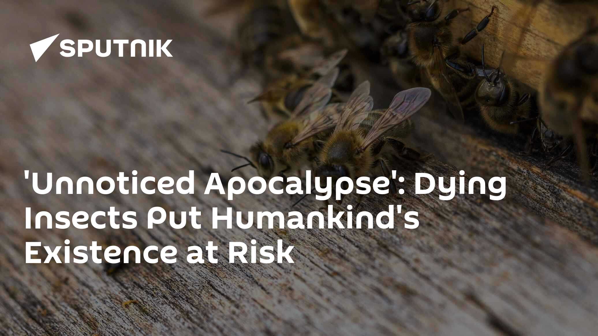'Unnoticed Apocalypse': Dying Insects Put Humankind's Existence at Risk ...