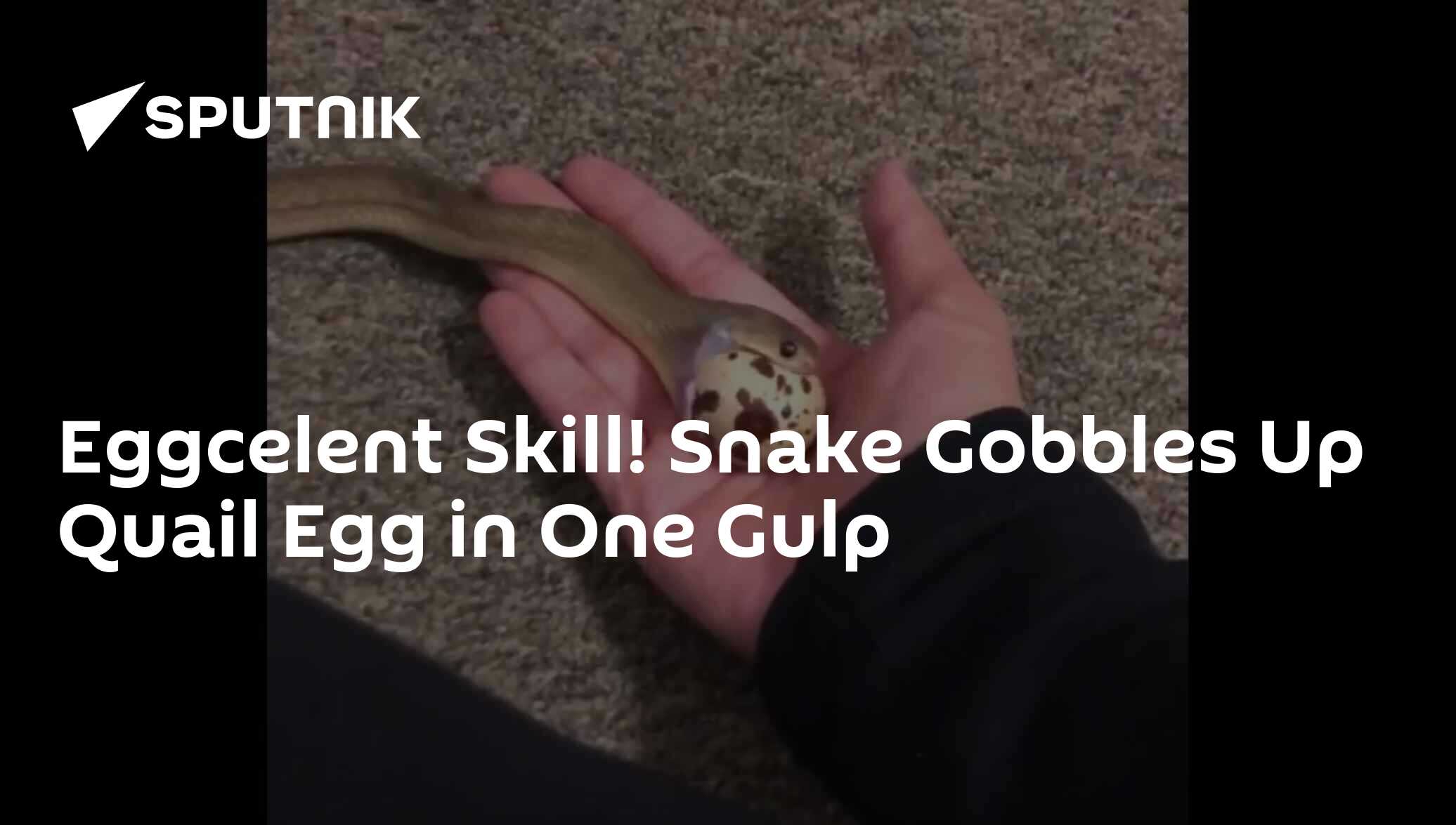 Eggcelent Skill! Snake Gobbles Up Quail Egg in One Gulp