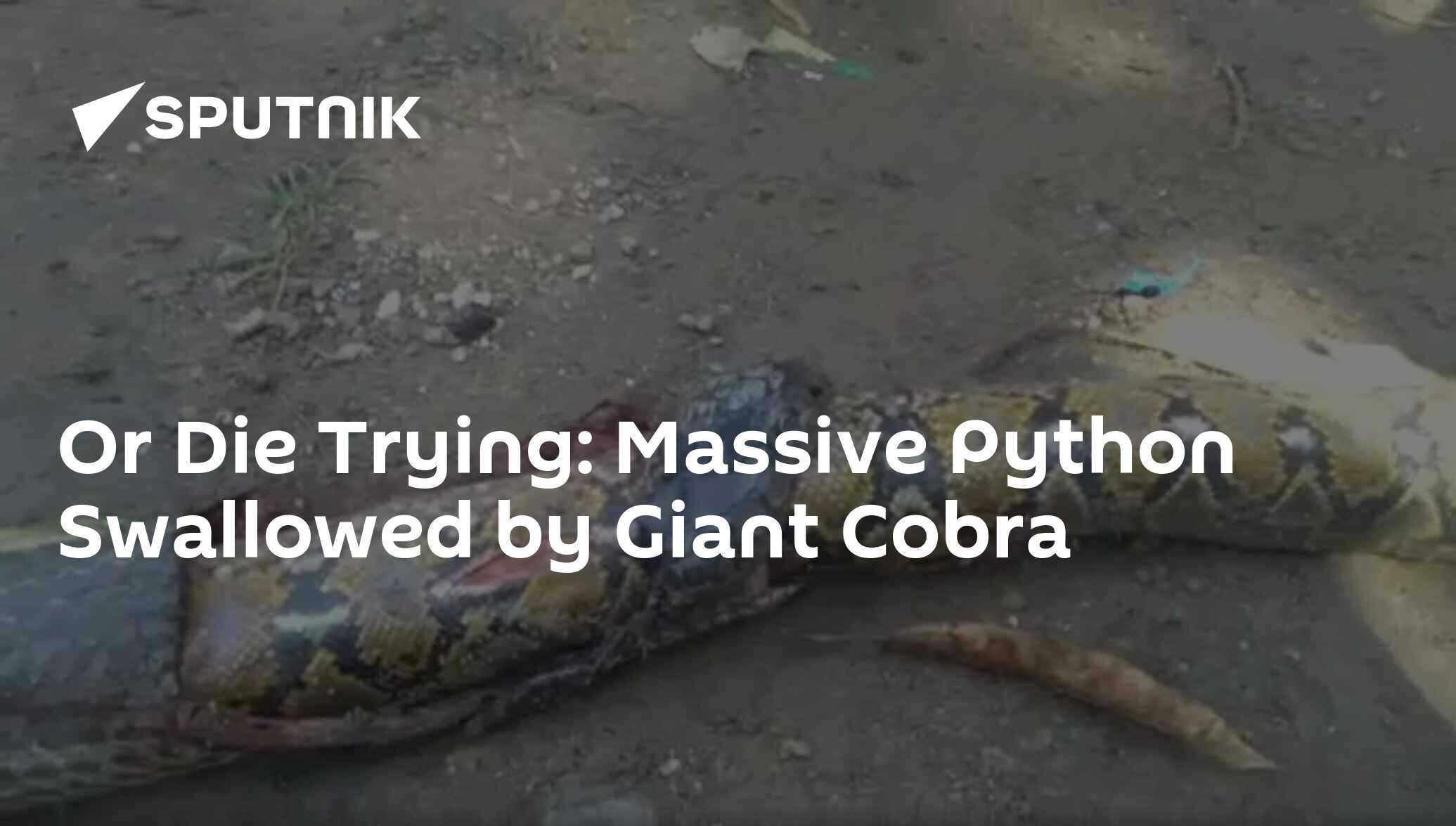 Or Die Trying: Massive Python Swallowed by Giant Cobra
