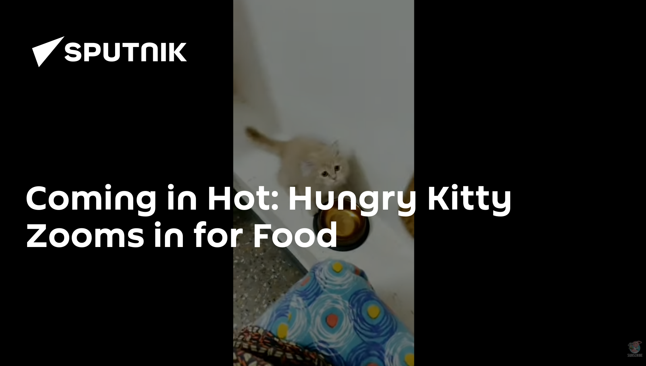 Coming in Hot: Hungry Kitty Zooms in for Food - 27.11.2019, Sputnik ...