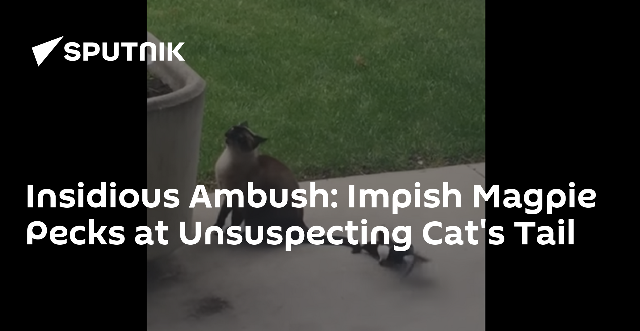 Insidious Ambush: Impish Magpie Pecks at Unsuspecting Cat's Tail