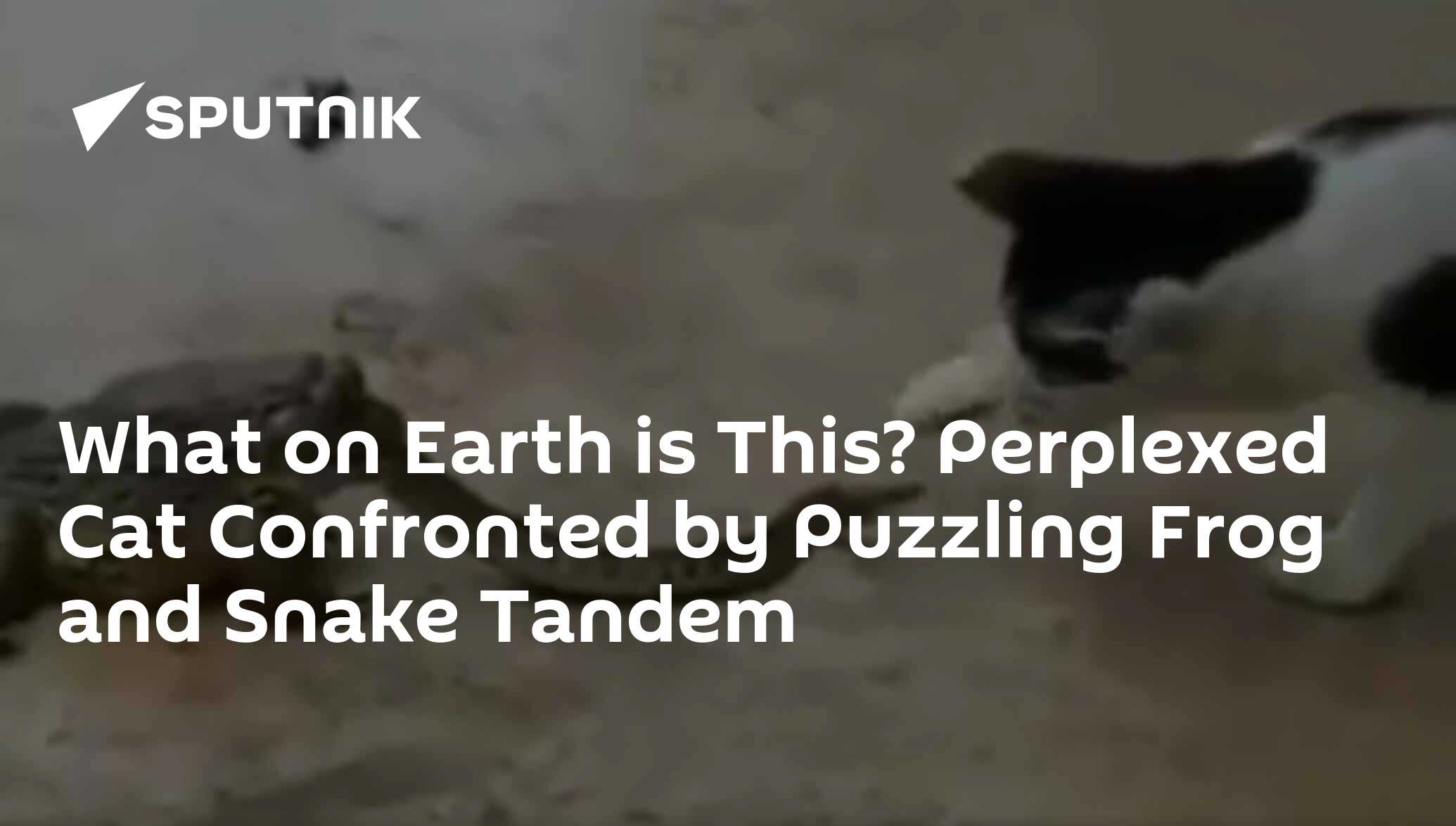 What on Earth is This? Perplexed Cat Confronted by Puzzling Frog and ...