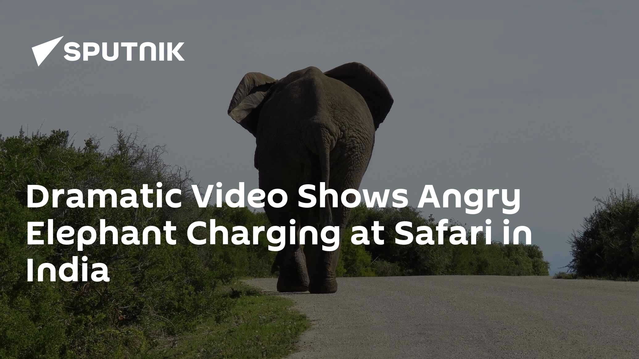 Dramatic Video Shows Angry Elephant Charging at Safari in India - 05.12 ...