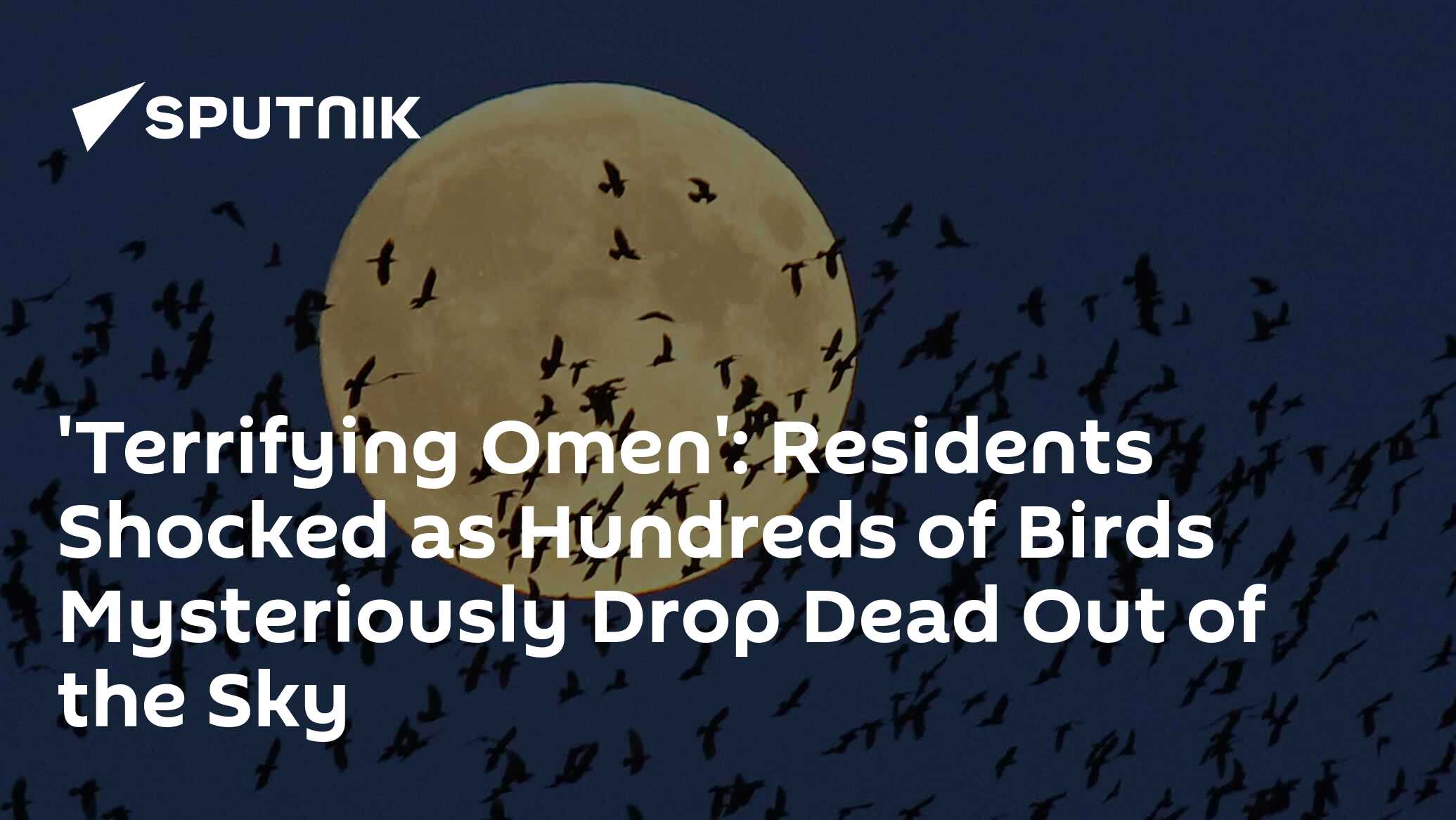 'Terrifying Omen': Residents Shocked as Hundreds of Birds Mysteriously ...