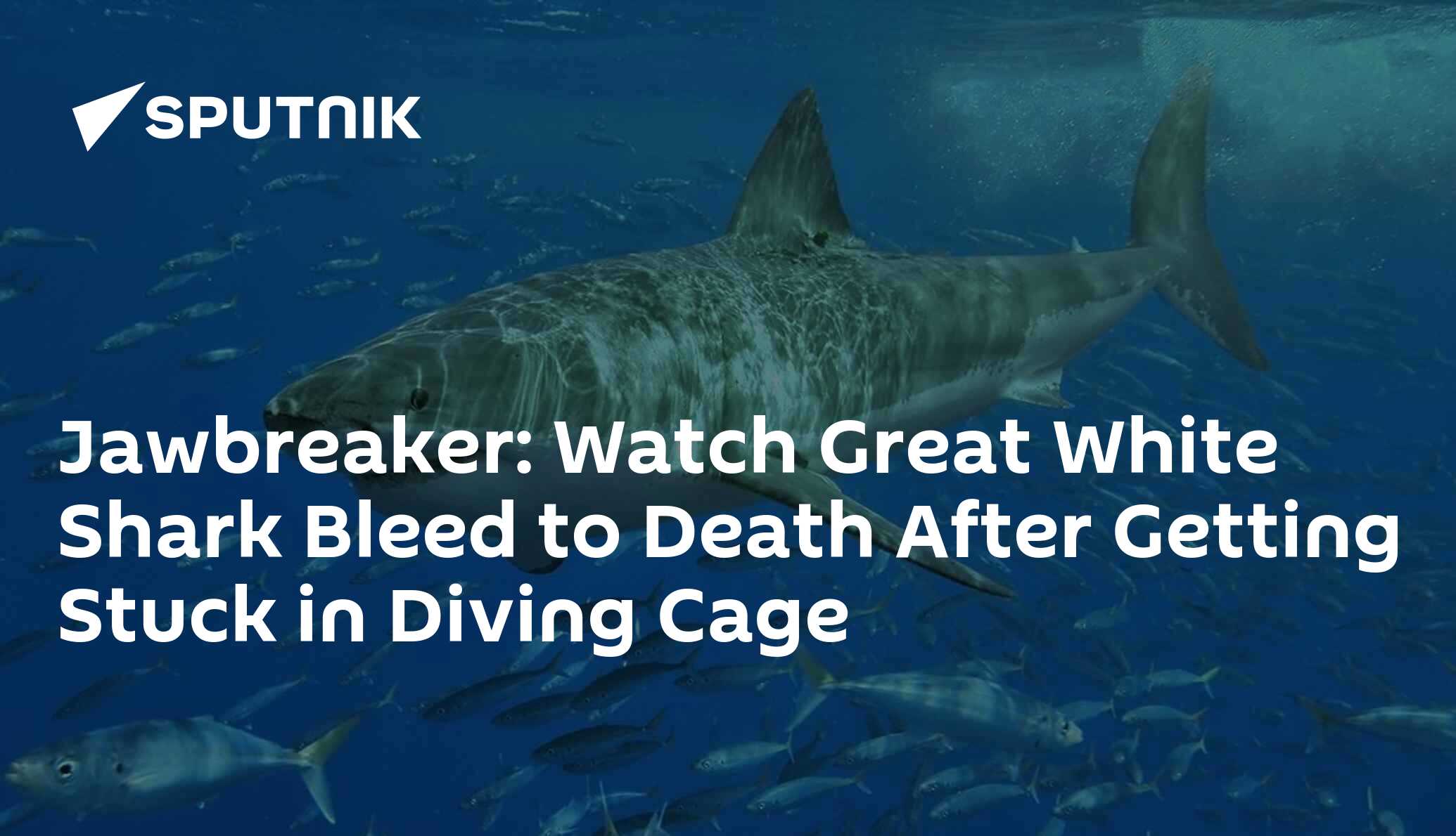 Jawbreaker: Watch Great White Shark Bleed to Death After Getting Stuck ...