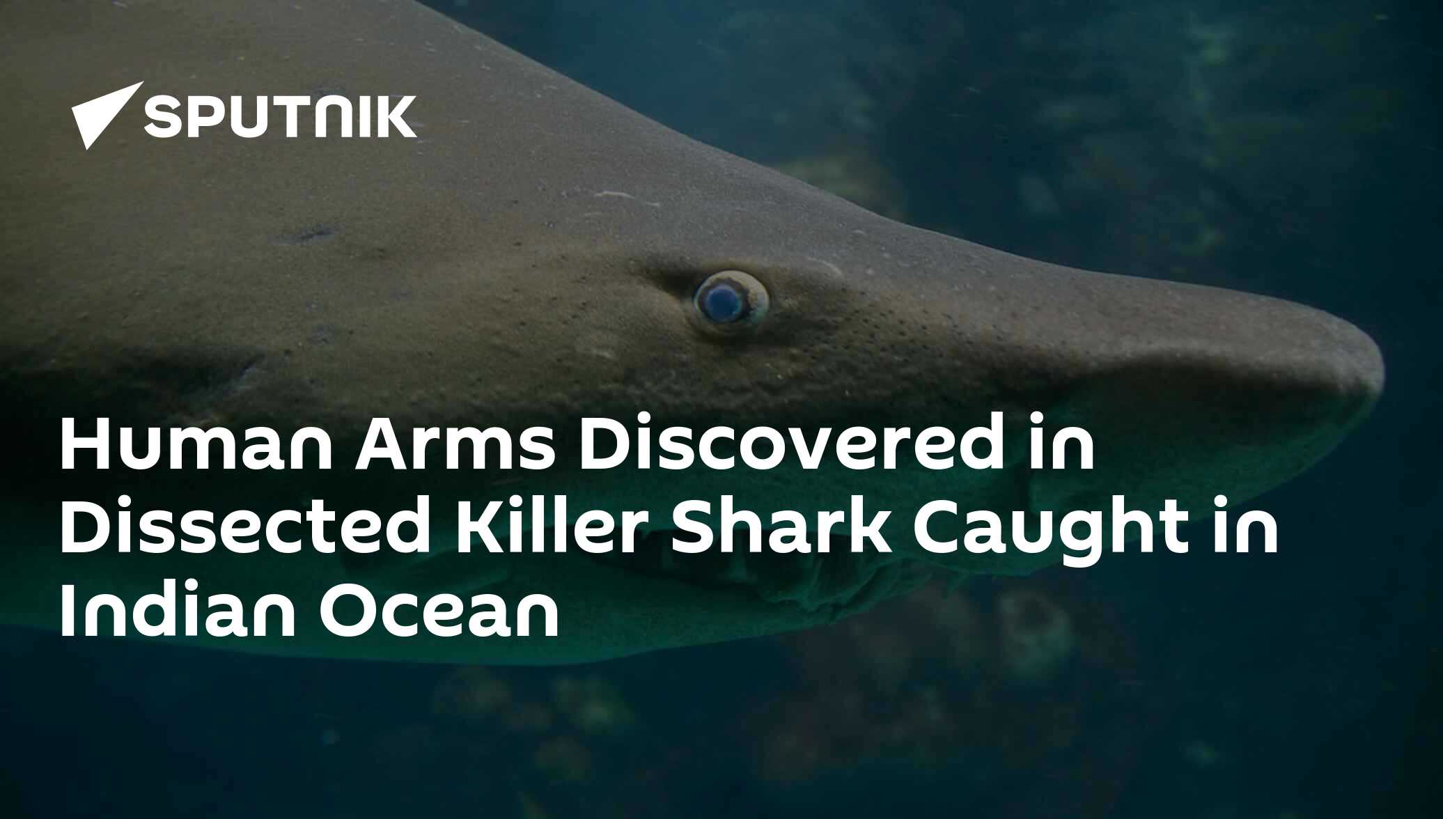 Human Arms Discovered in Dissected Killer Shark Caught in Indian Ocean