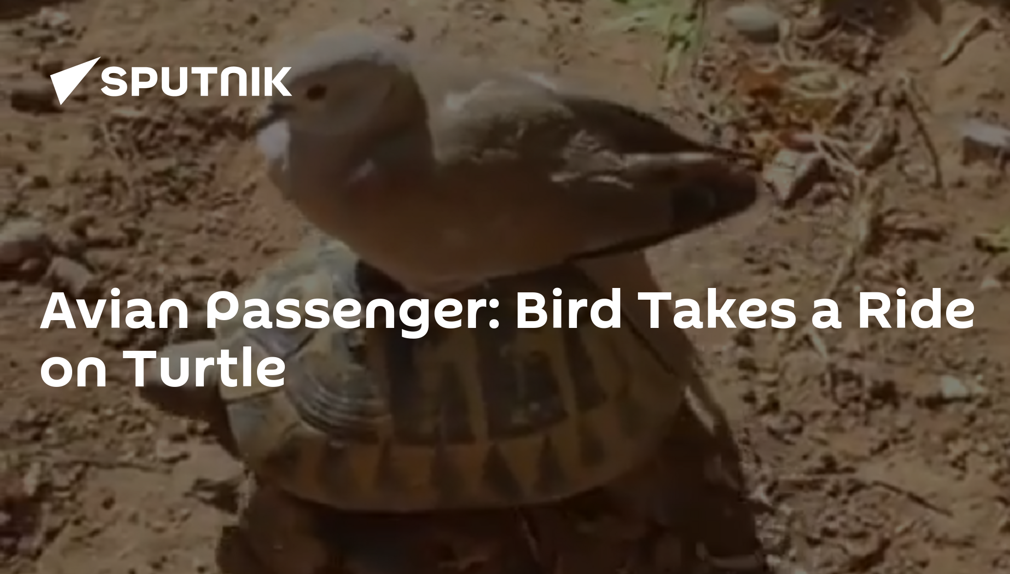 Avian Passenger: Bird Takes a Ride on Turtle