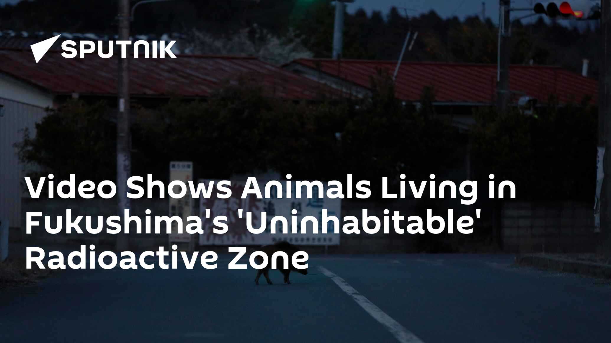 Video Shows Animals Living in Fukushima's 'Uninhabitable' Radioactive ...