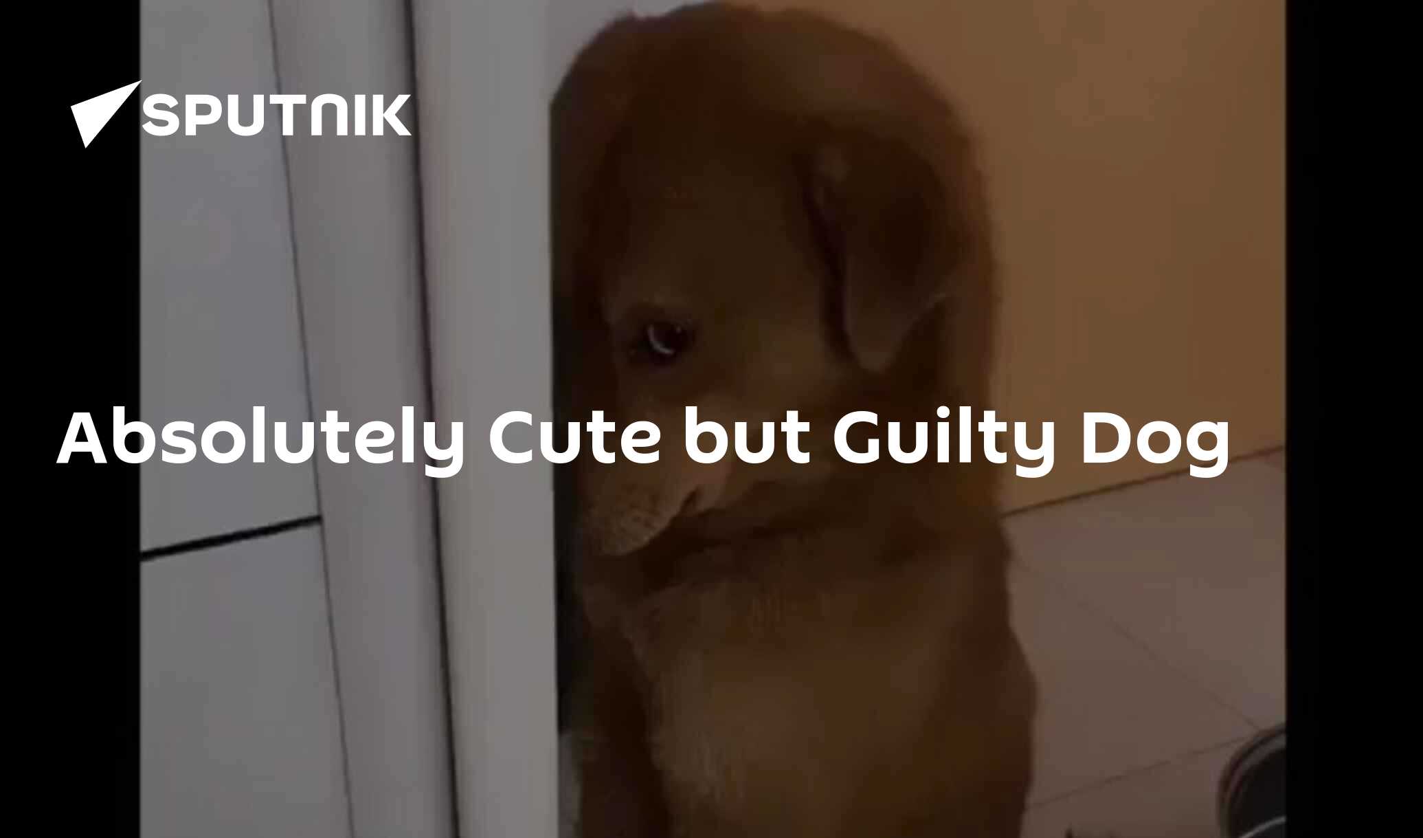 Absolutely Cute but Guilty Dog - 15.01.2020, Sputnik International