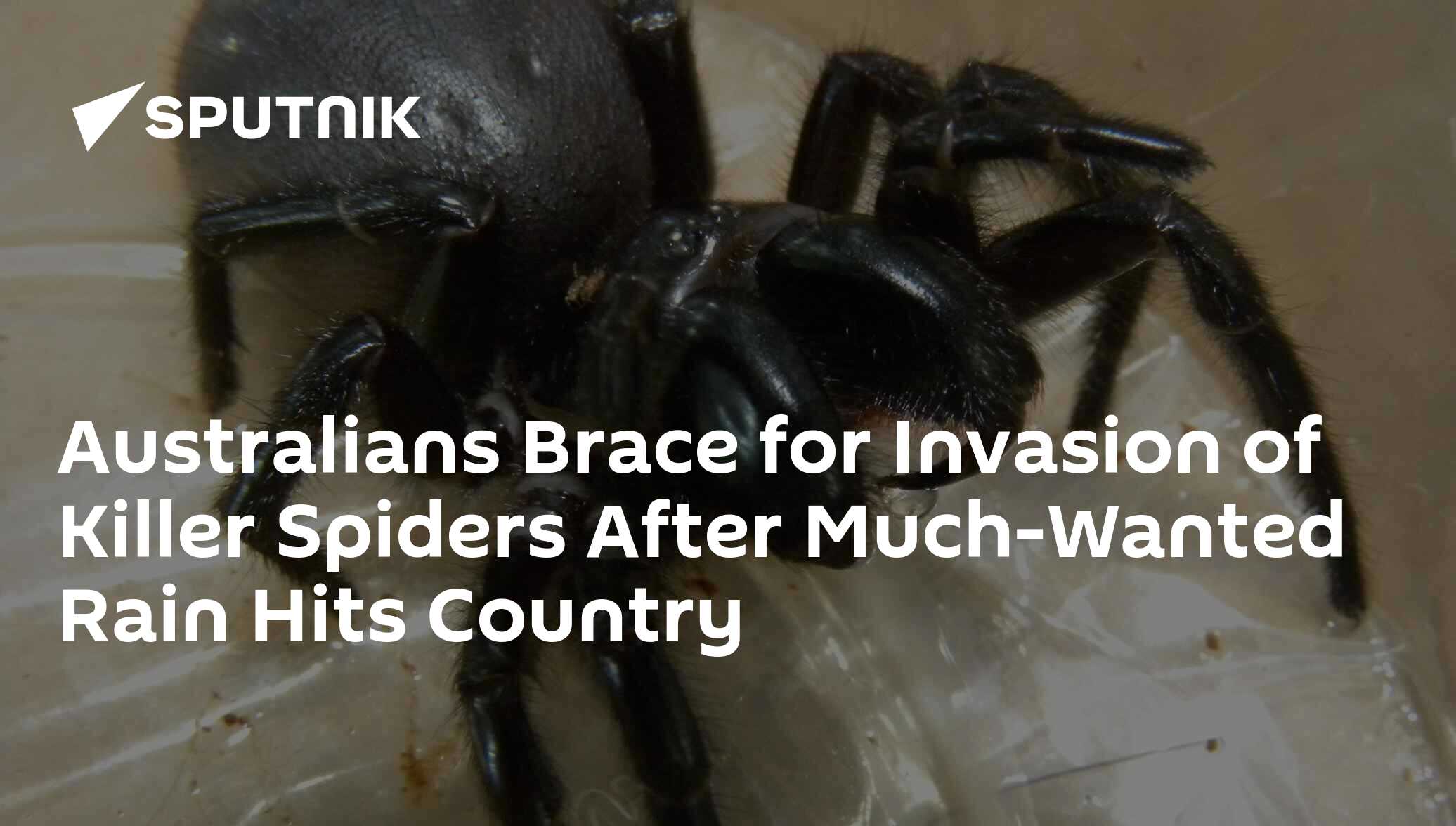Australians Brace for Invasion of Killer Spiders After Much-Wanted Rain ...