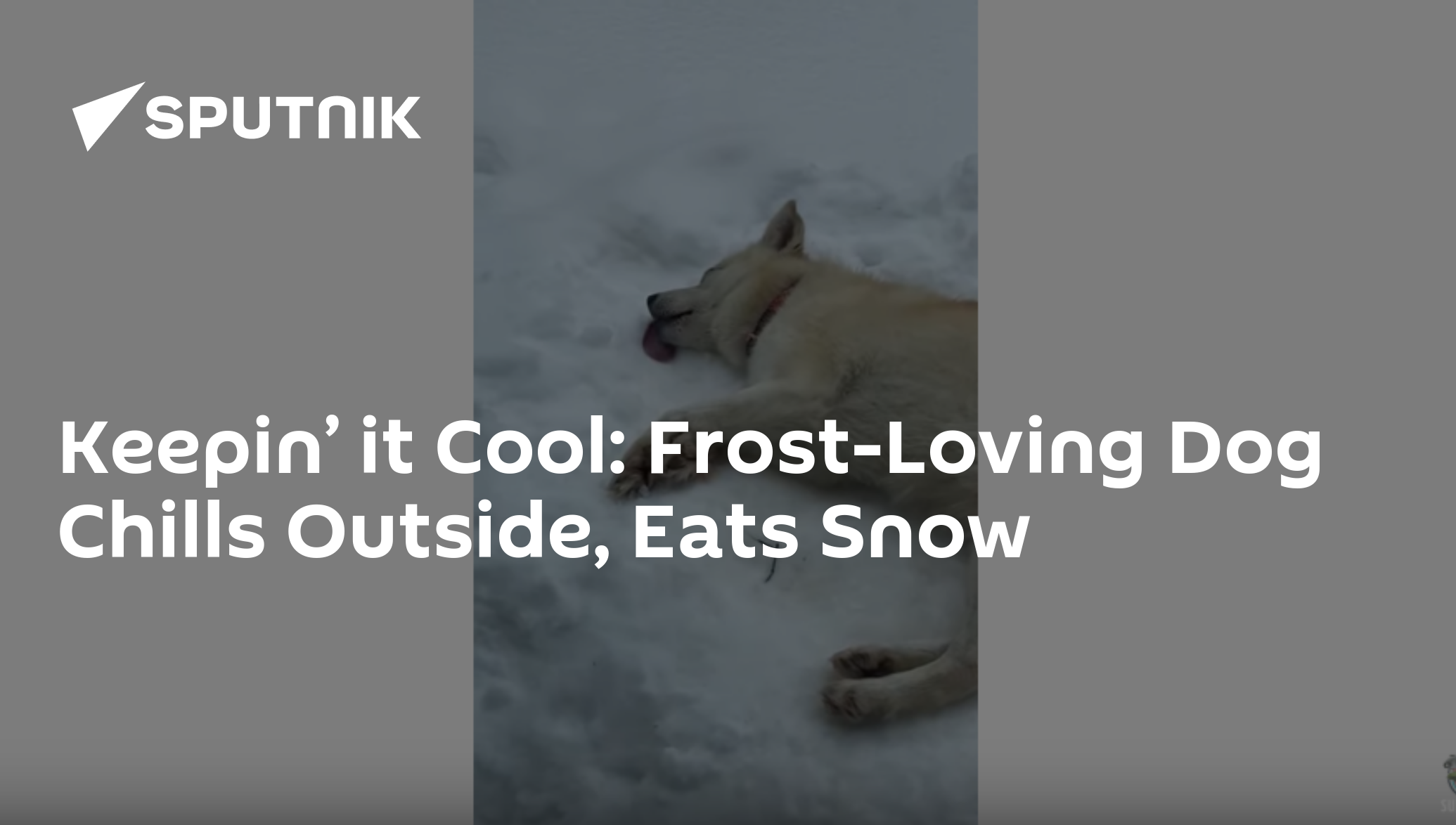 Keepin’ it Cool: Frost-Loving Dog Chills Outside, Eats Snow