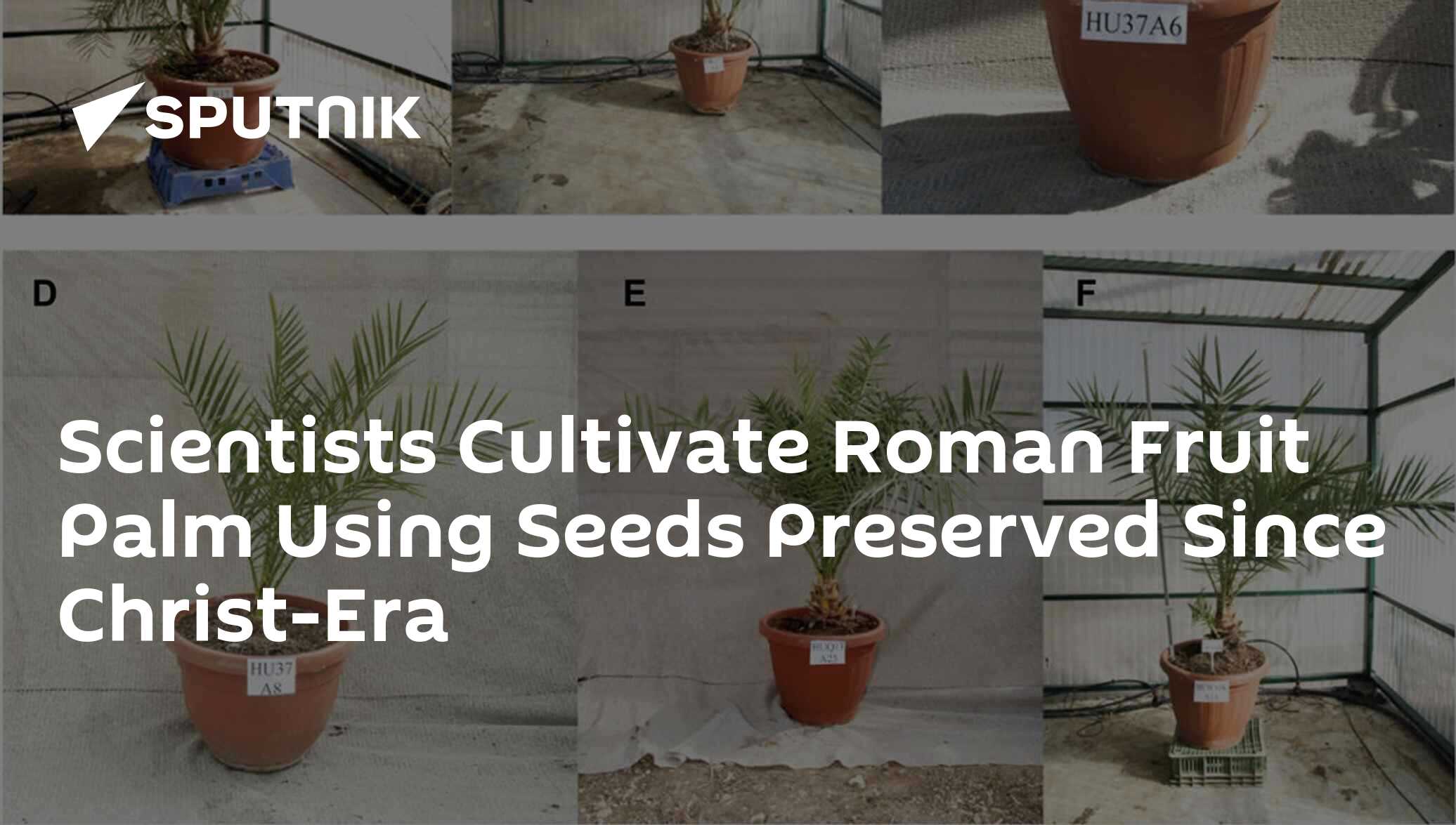Scientists Cultivate Roman Fruit Palm Using Seeds Preserved Since ...