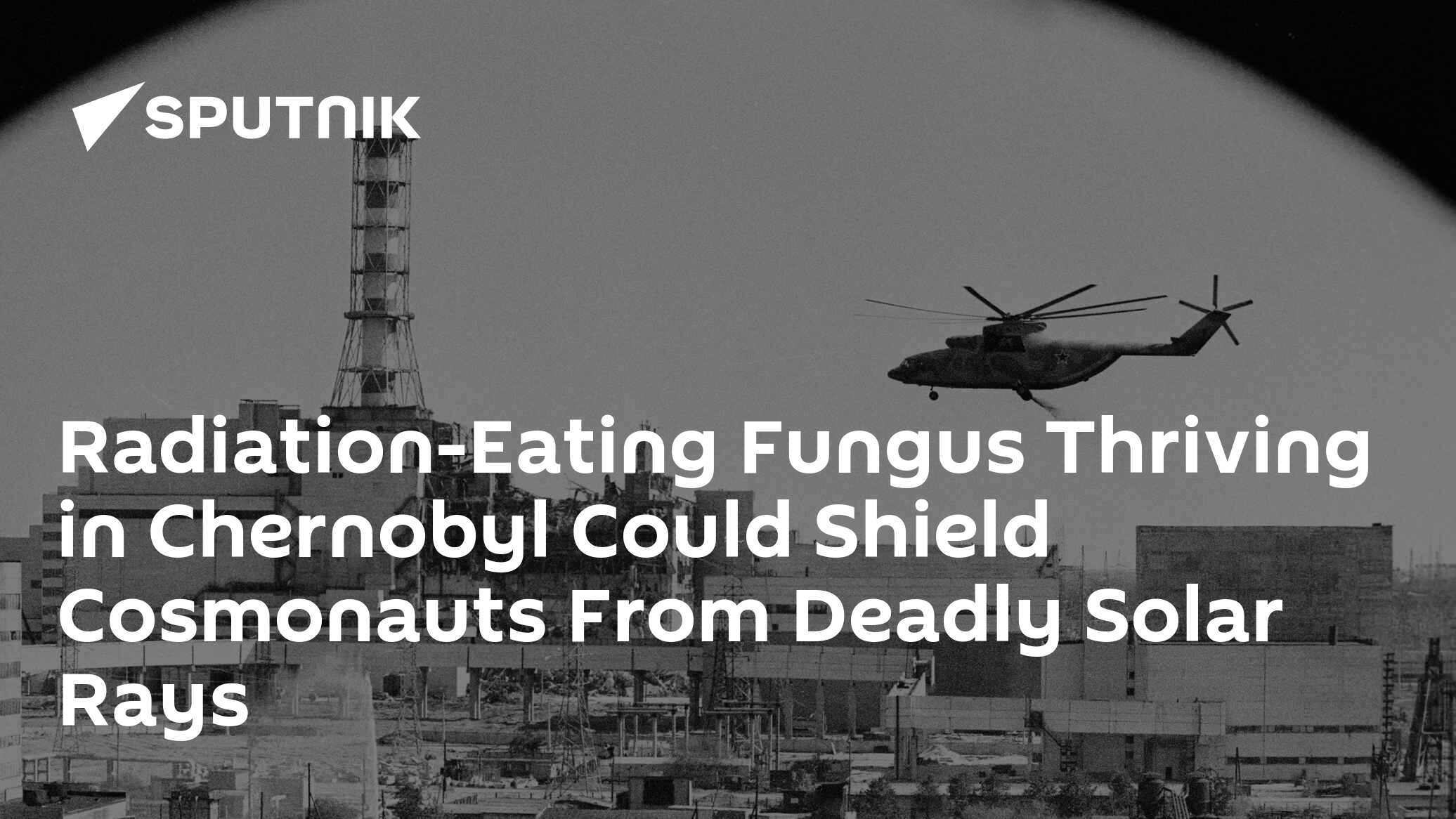 Radiation-Eating Fungus Thriving in Chernobyl Could Shield Cosmonauts ...