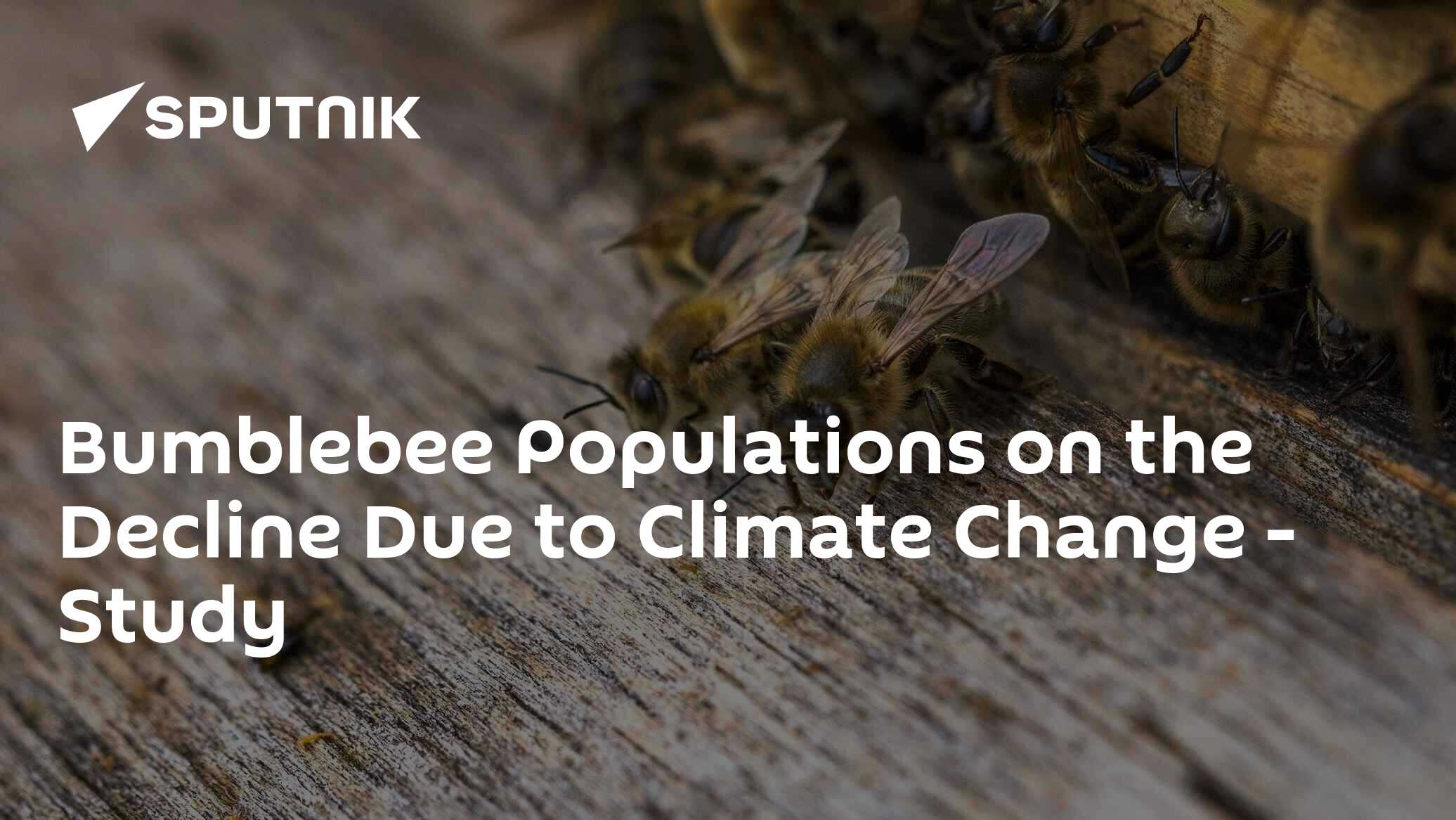 Bumblebee Populations on the Decline Due to Climate Change - Study - 07 ...