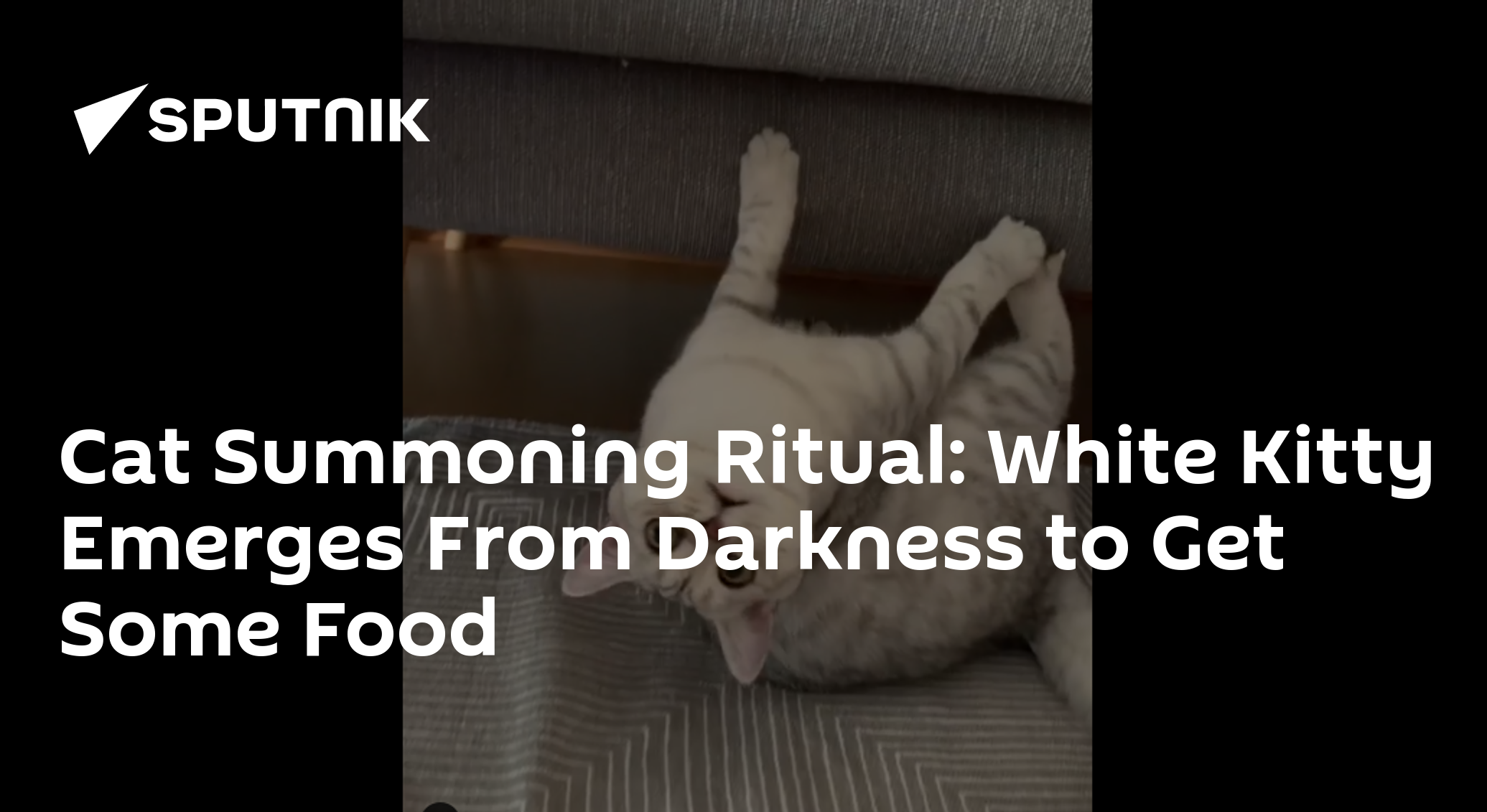 Cat Summoning Ritual: White Kitty Emerges From Darkness to Get Some Food