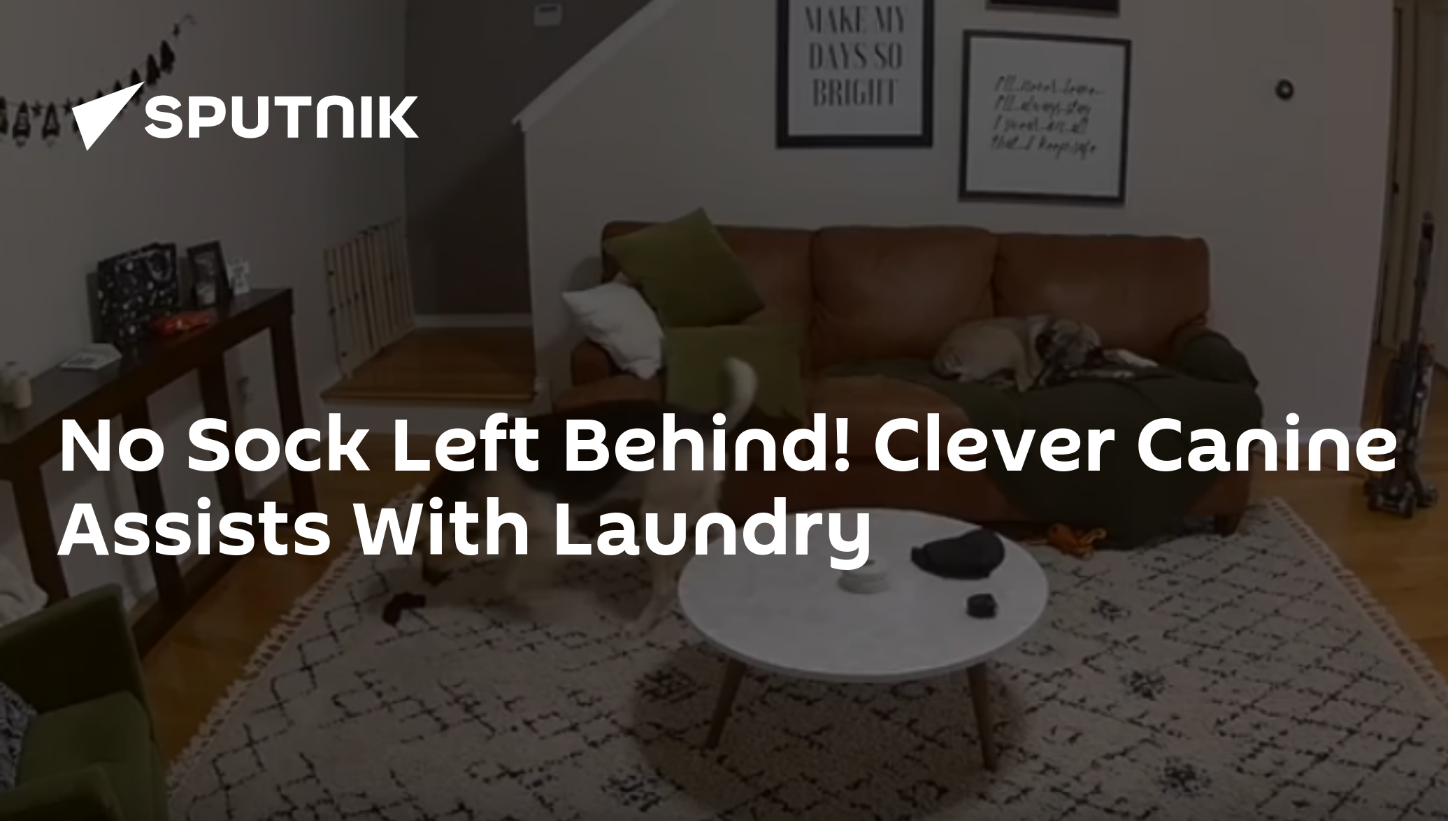 No Sock Left Behind! Clever Canine Assists With Laundry