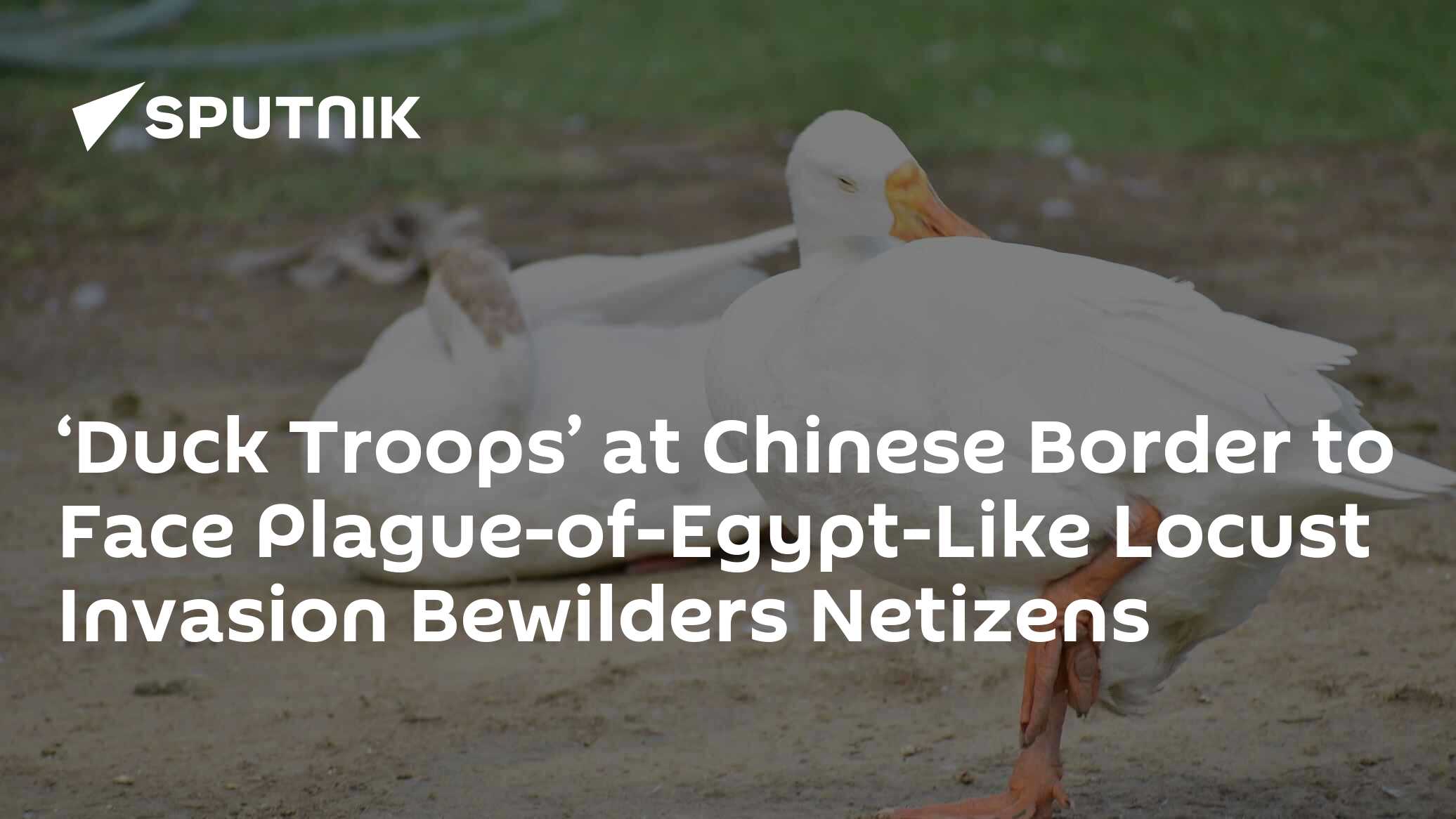 ‘Duck Troops’ at Chinese Border to Face Plague-of-Egypt-Like Locust ...