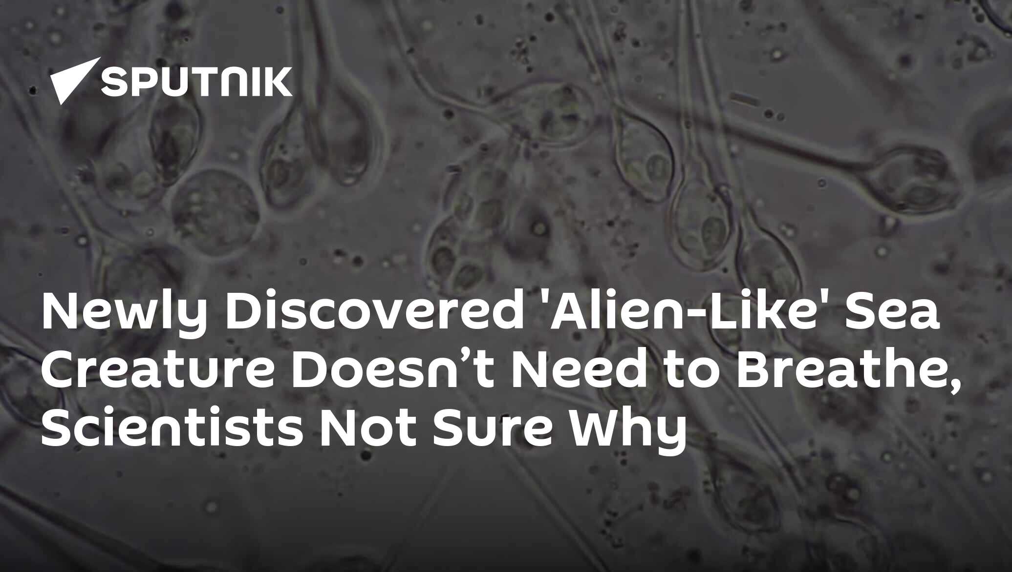 Newly Discovered 'Alien-Like' Sea Creature Doesn’t Need to Breathe ...
