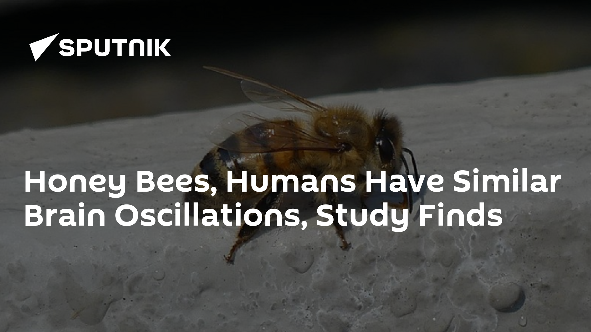 Honey Bees, Humans Have Similar Brain Oscillations, Study Finds - 26.02 ...
