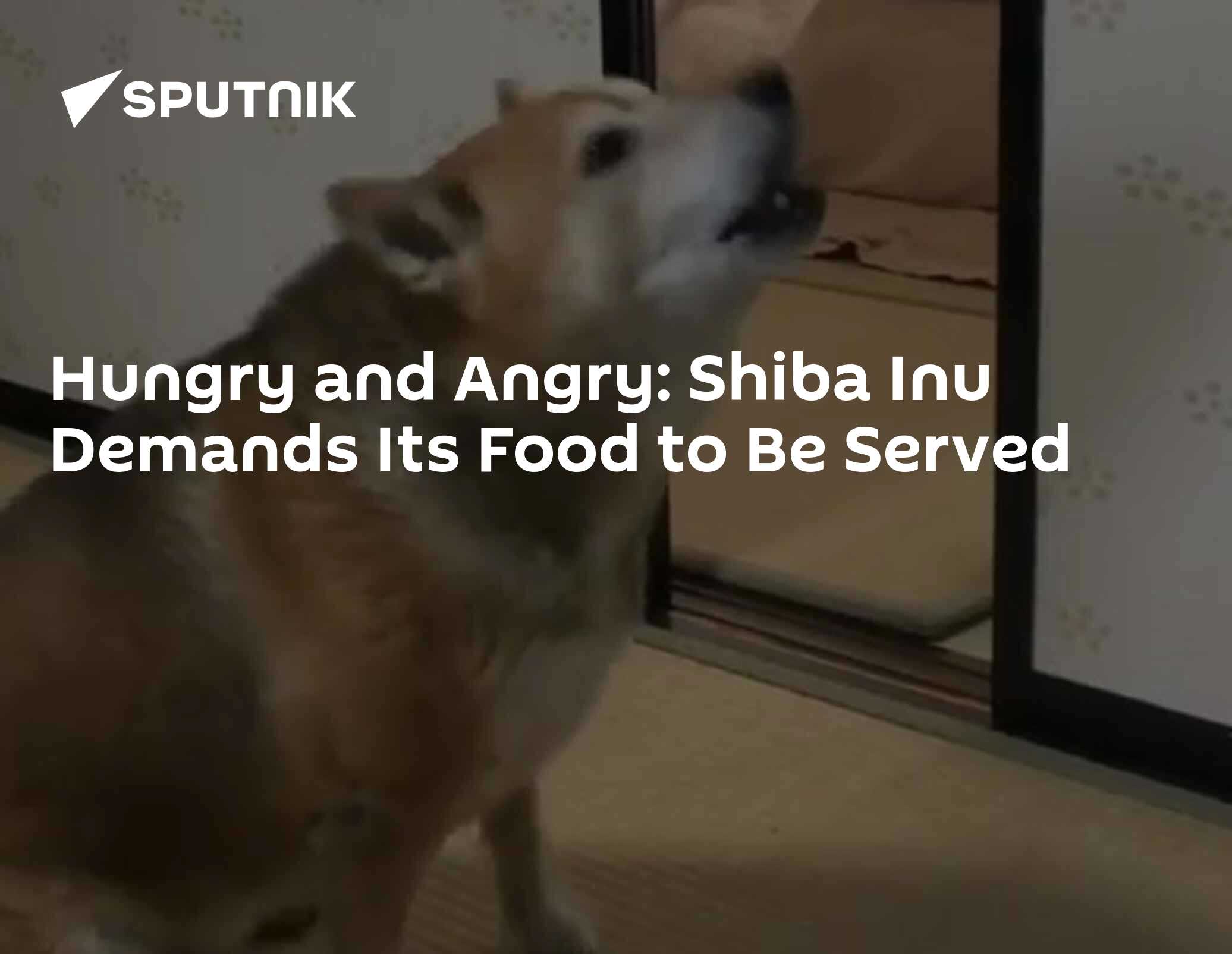 Hungry and Angry: Shiba Inu Demands Its Food to Be Served - 29.02.2020 ...