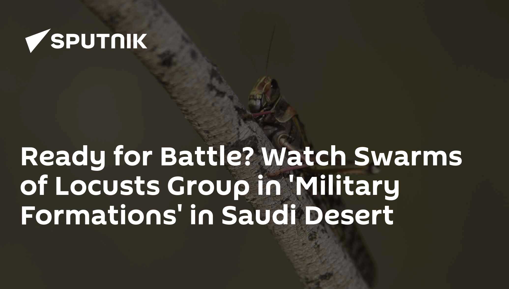 Ready for Battle? Watch Swarms of Locusts Group in 'Military Formations ...