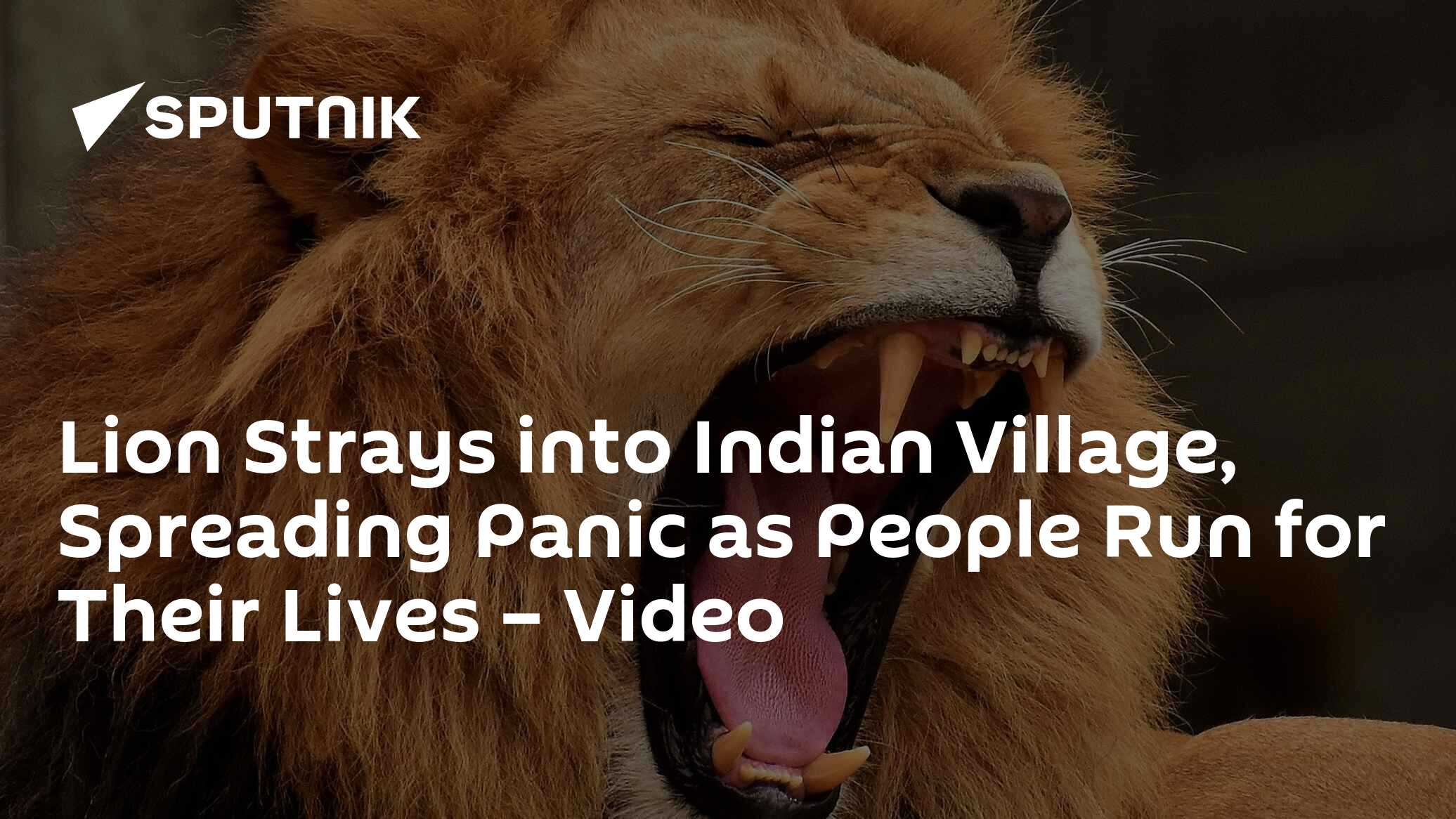 Lion Strays into Indian Village, Spreading Panic as People Run for ...