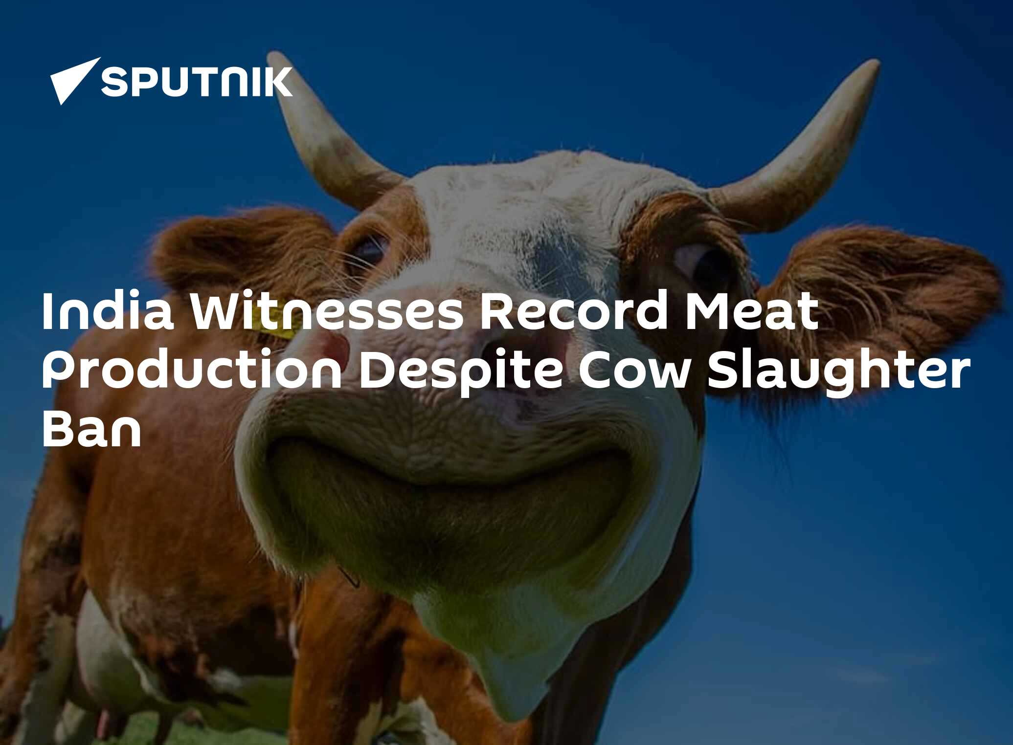 India Witnesses Record Meat Production Despite Cow Slaughter Ban - 11. ...