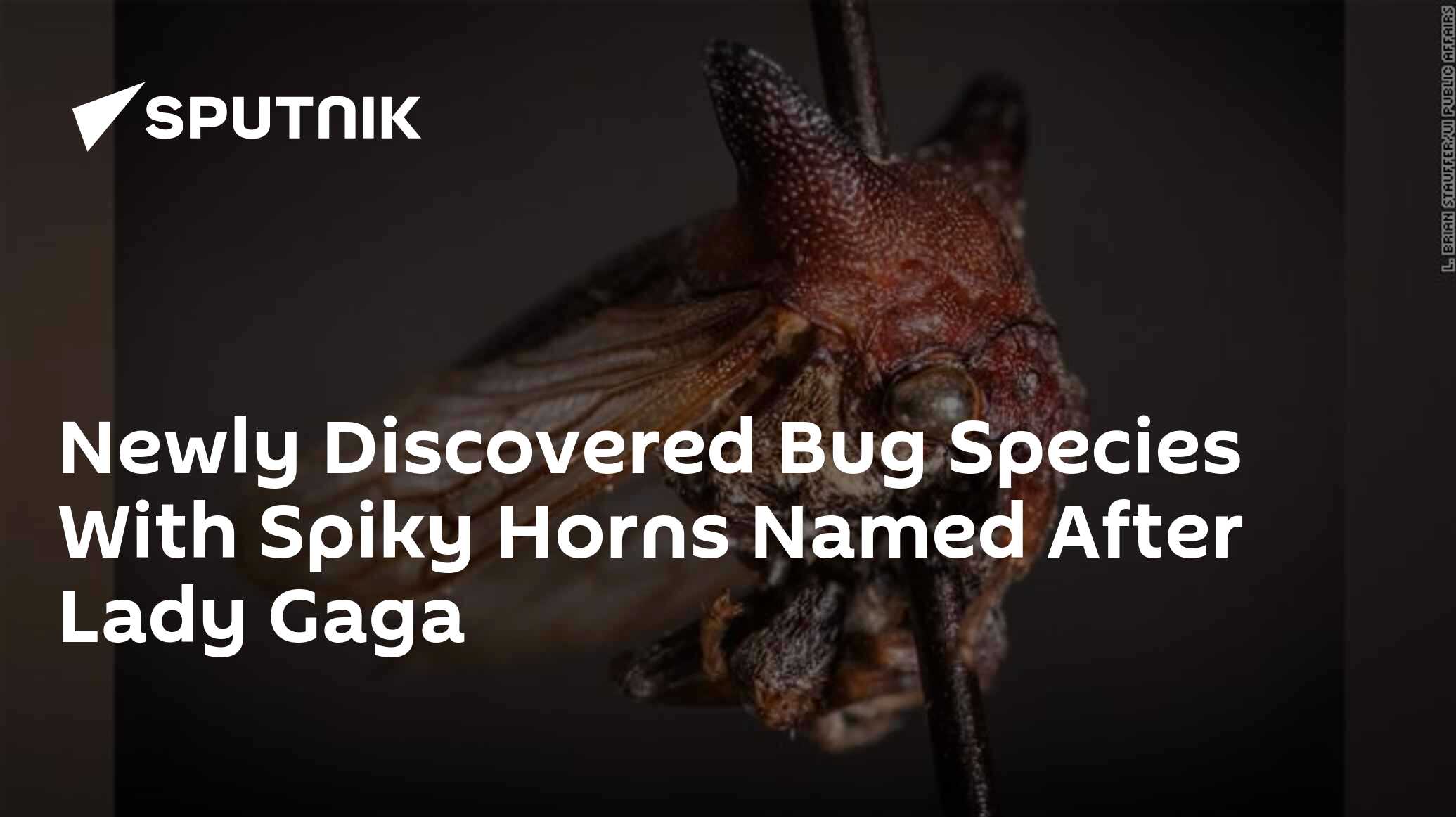 Newly Discovered Bug Species With Spiky Horns Named After Lady Gaga
