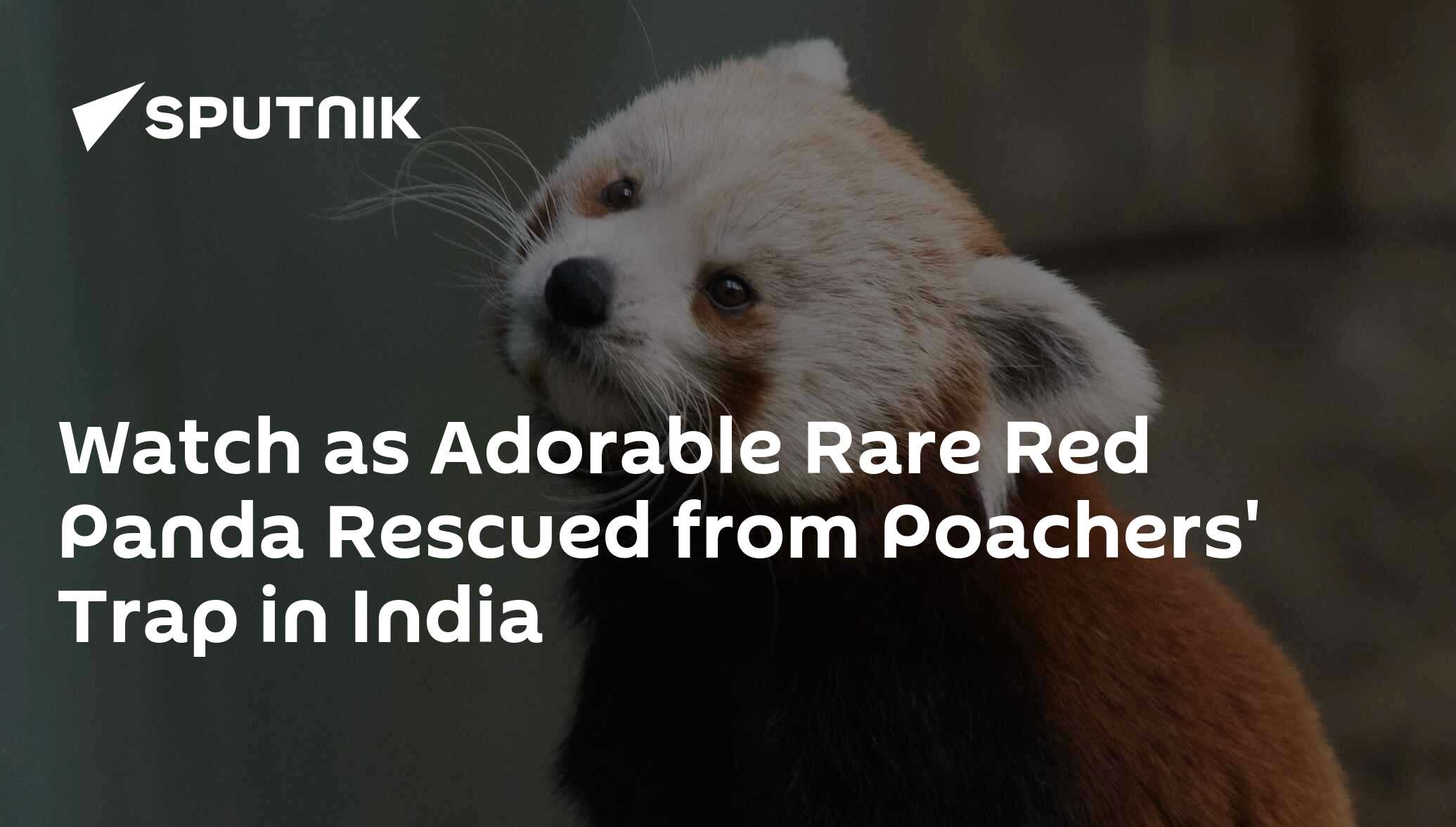 Watch as Adorable Rare Red Panda Rescued from Poachers' Trap in India ...