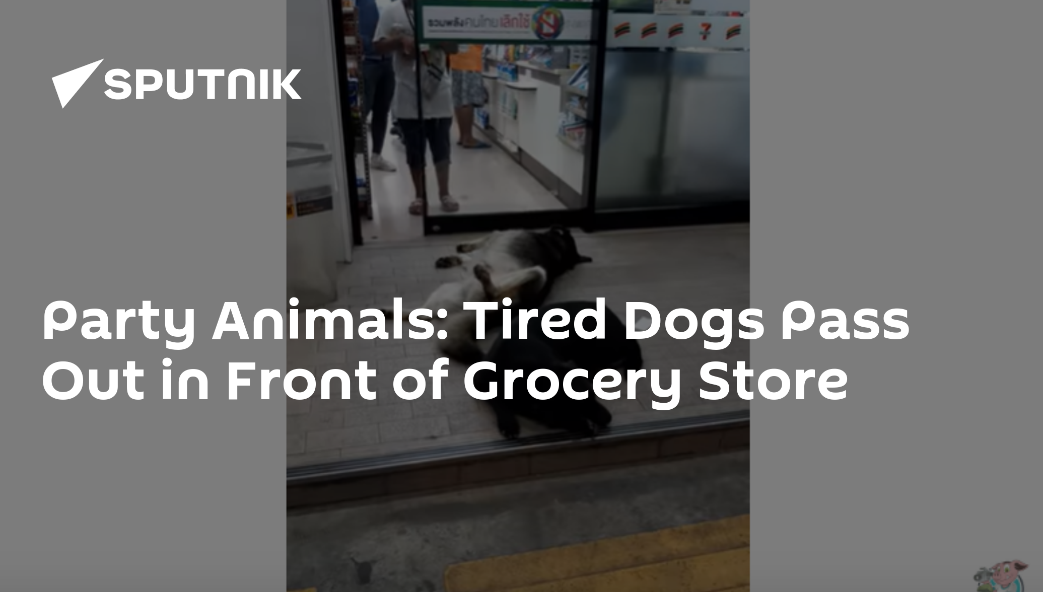 Party Animals: Tired Dogs Pass Out in Front of Grocery Store