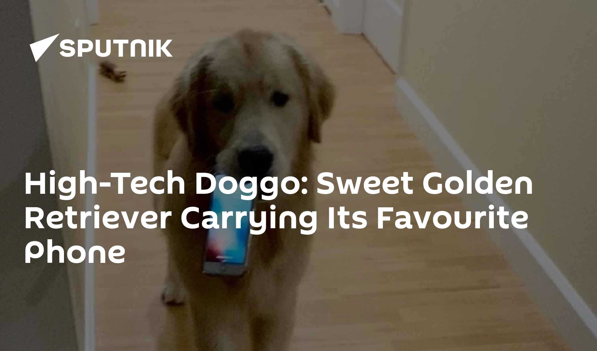High-Tech Doggo: Sweet Golden Retriever Carrying Its Favourite Phone