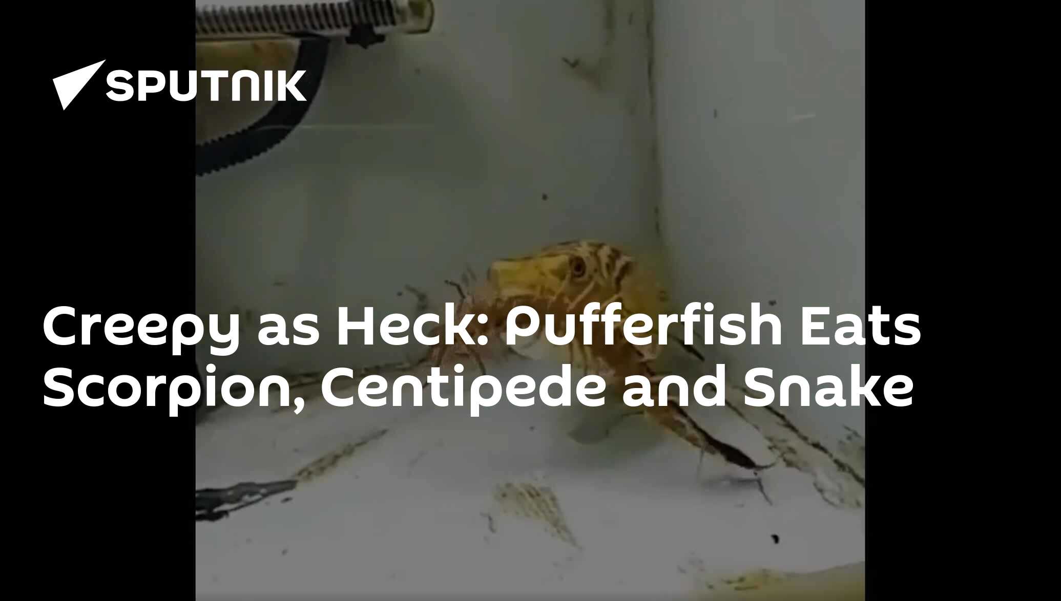 Creepy as Heck: Pufferfish Eats Scorpion, Centipede and Snake