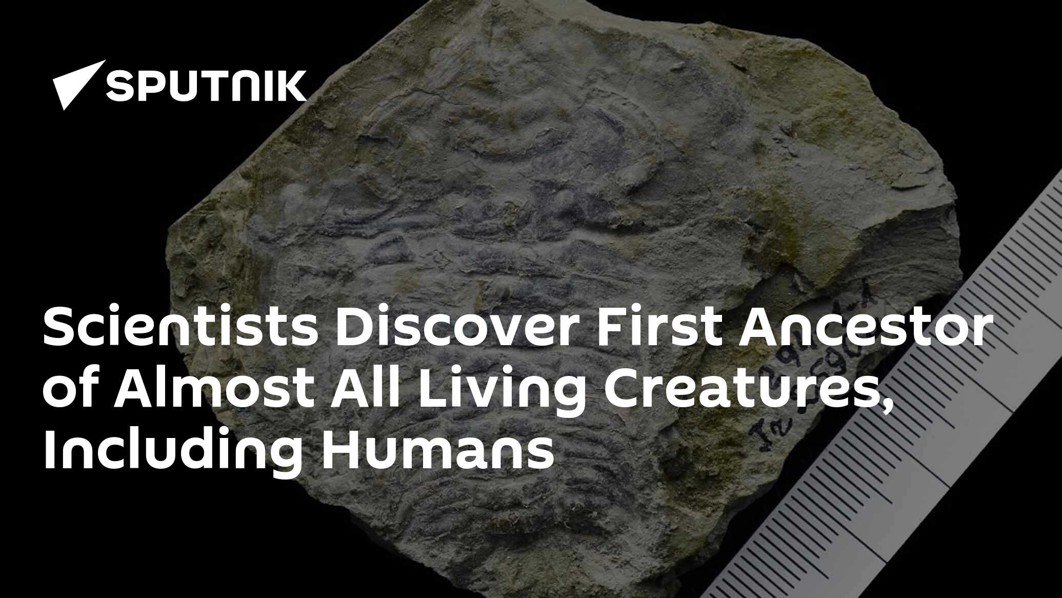 Scientists Discover First Ancestor of Almost All Living Creatures ...