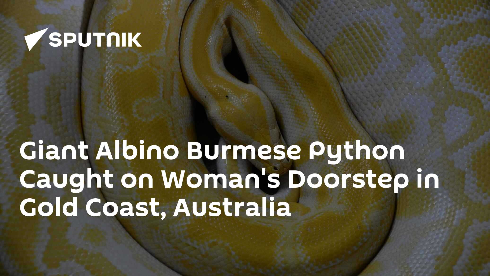 Giant Albino Burmese Python Caught on Woman's Doorstep in Gold Coast ...